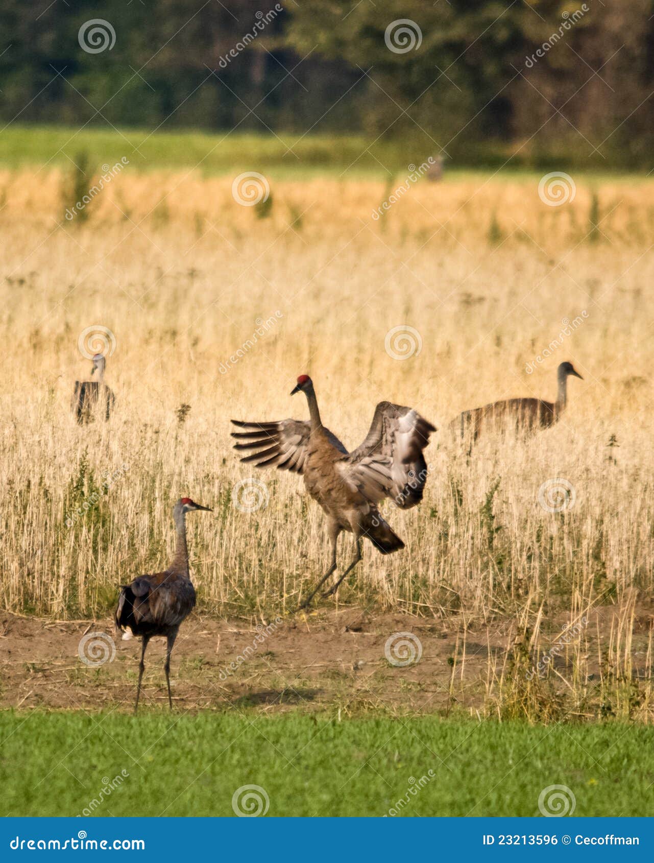Flapping Crane stock photo. Image of birdwatching, crane - 23213596