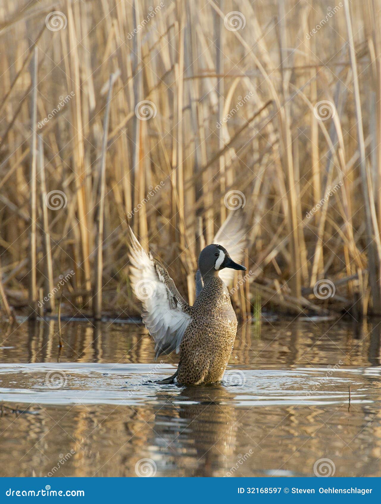 Flapping Duck stock image. Image of hunting, bluewinged - 32168597