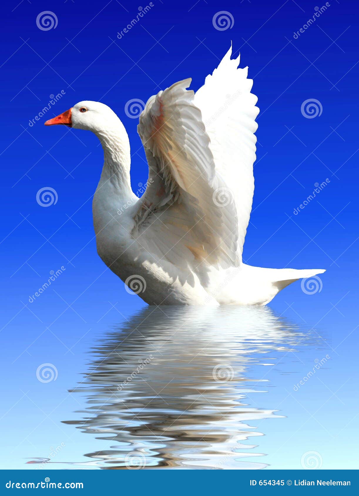 Flapping Goose-digital Art Shot Stock Image - Image of pond, freedom ...