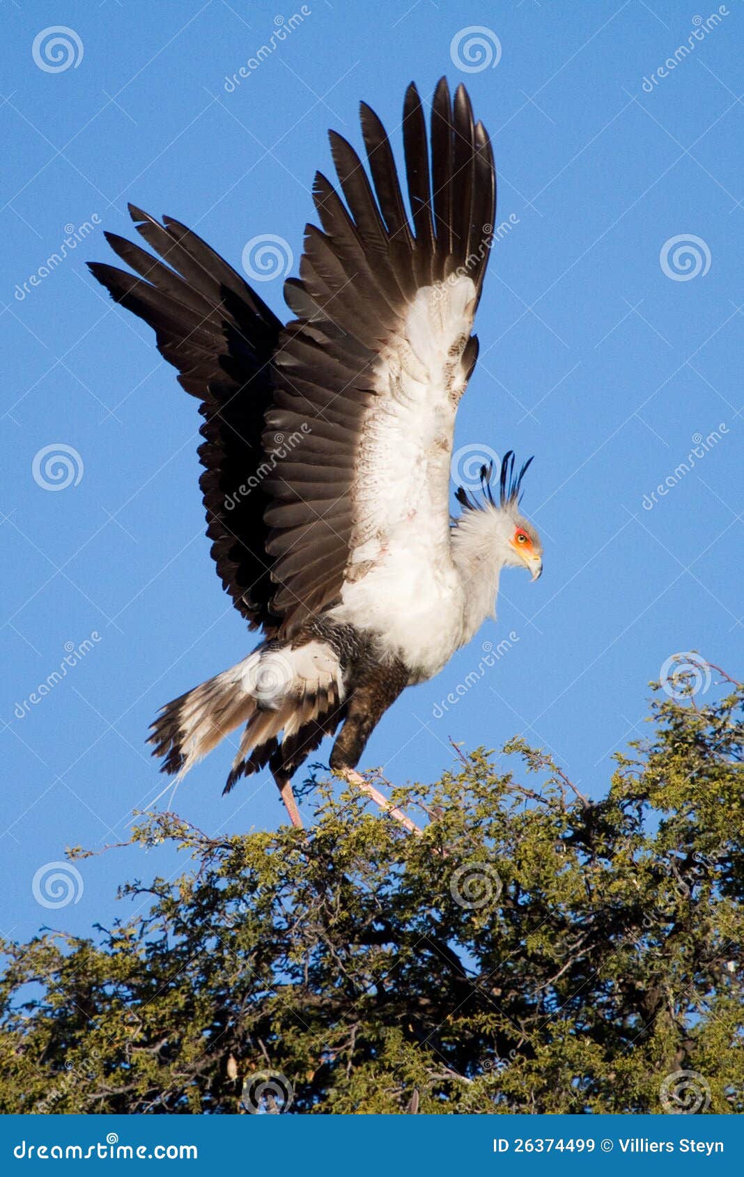 Secretary Bird Looks Back Large Raptor Animal Wildlife Stock ...