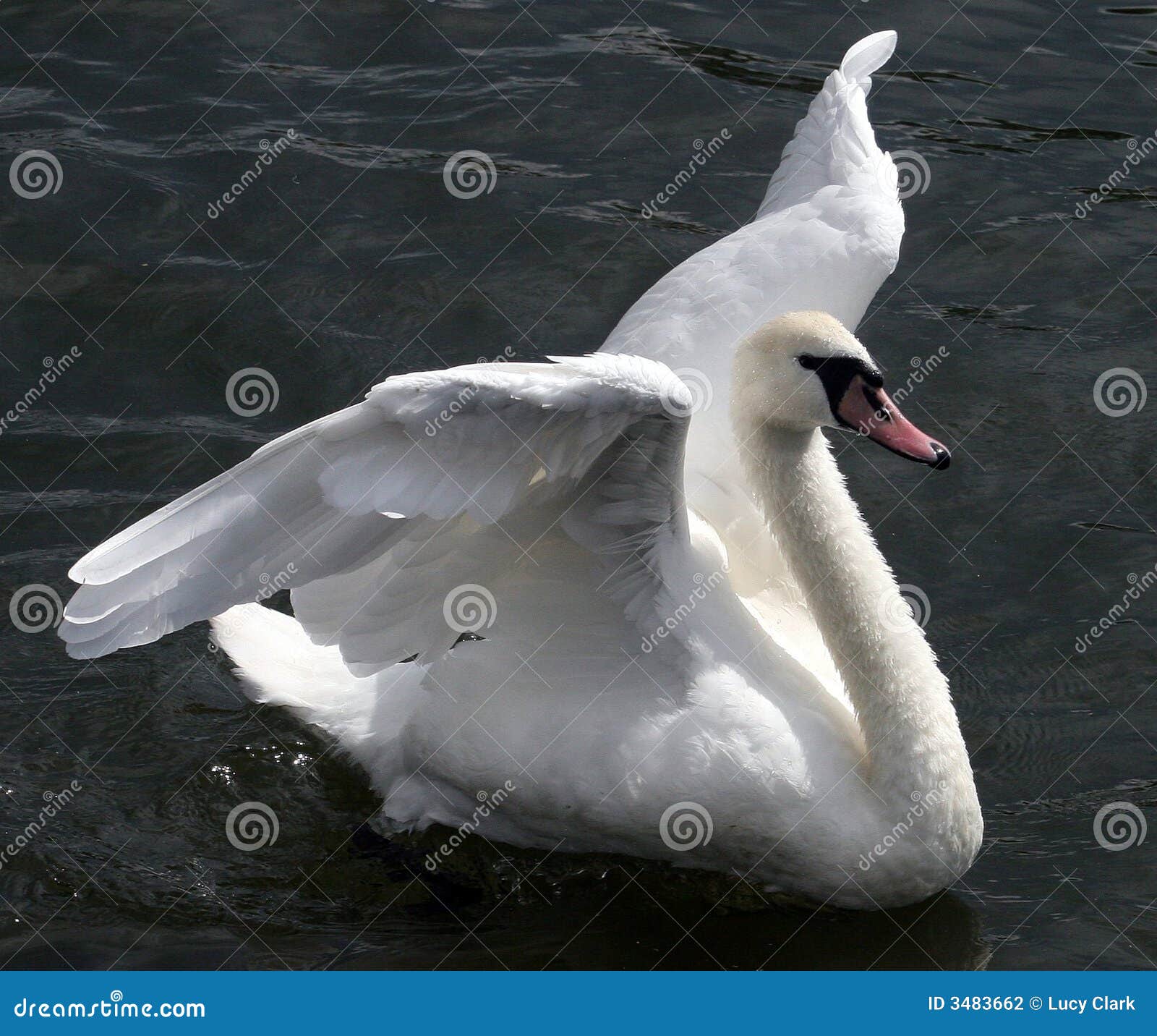Flapping Swan stock photo. Image of animal, flapping, water - 3483662