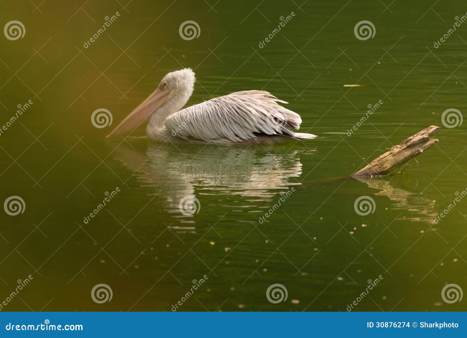 Flapping Wings stock photo. Image of waterbirds, animals - 30876274