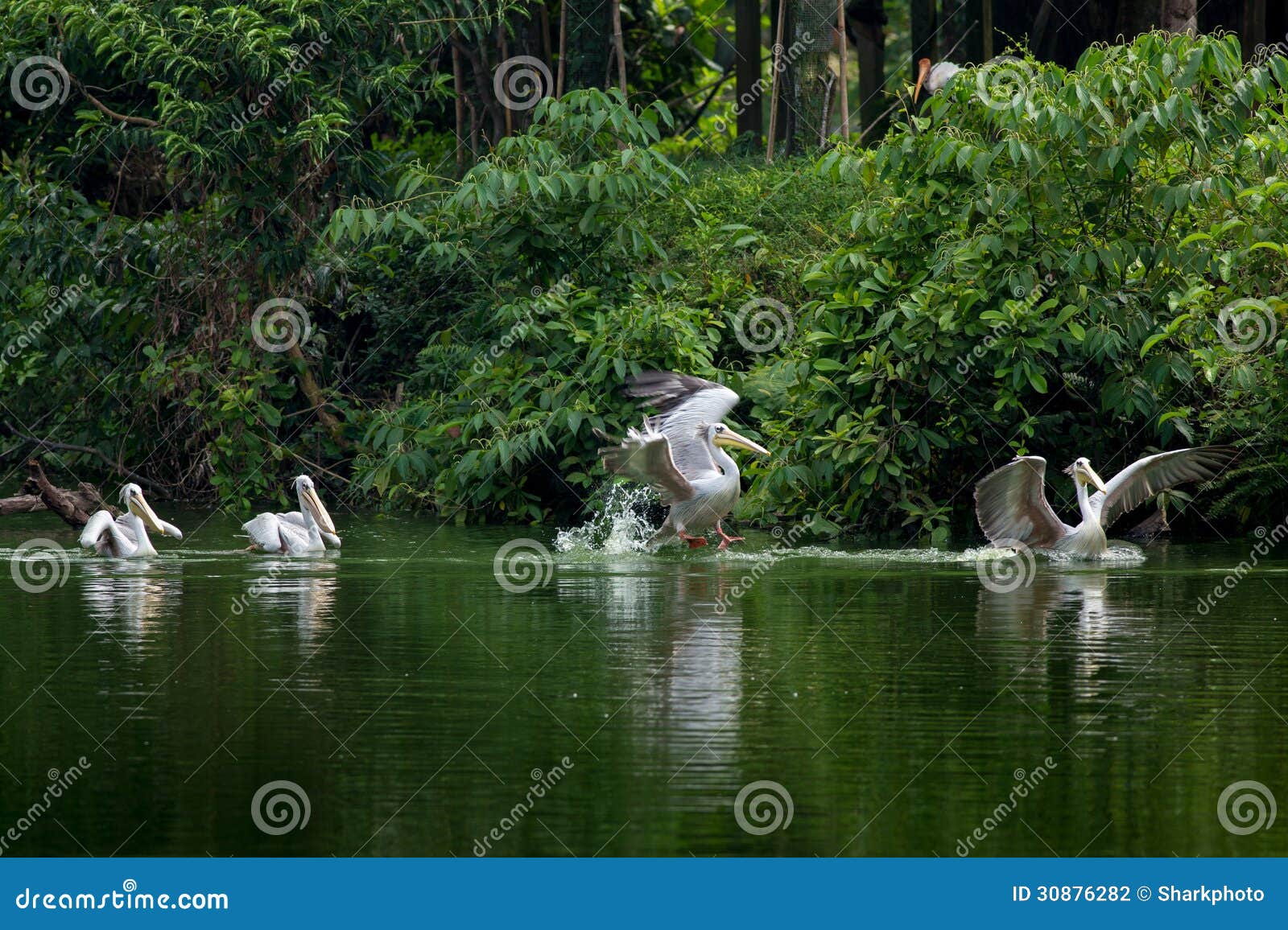 Flapping Wings stock photo. Image of animals, waterbird - 30876282
