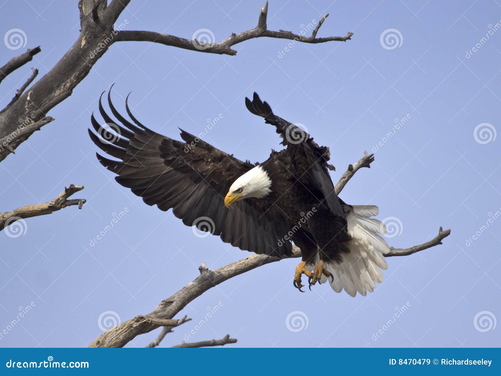 Flaps Up stock image. Image of flying, wing, beak, wildlife - 8470479