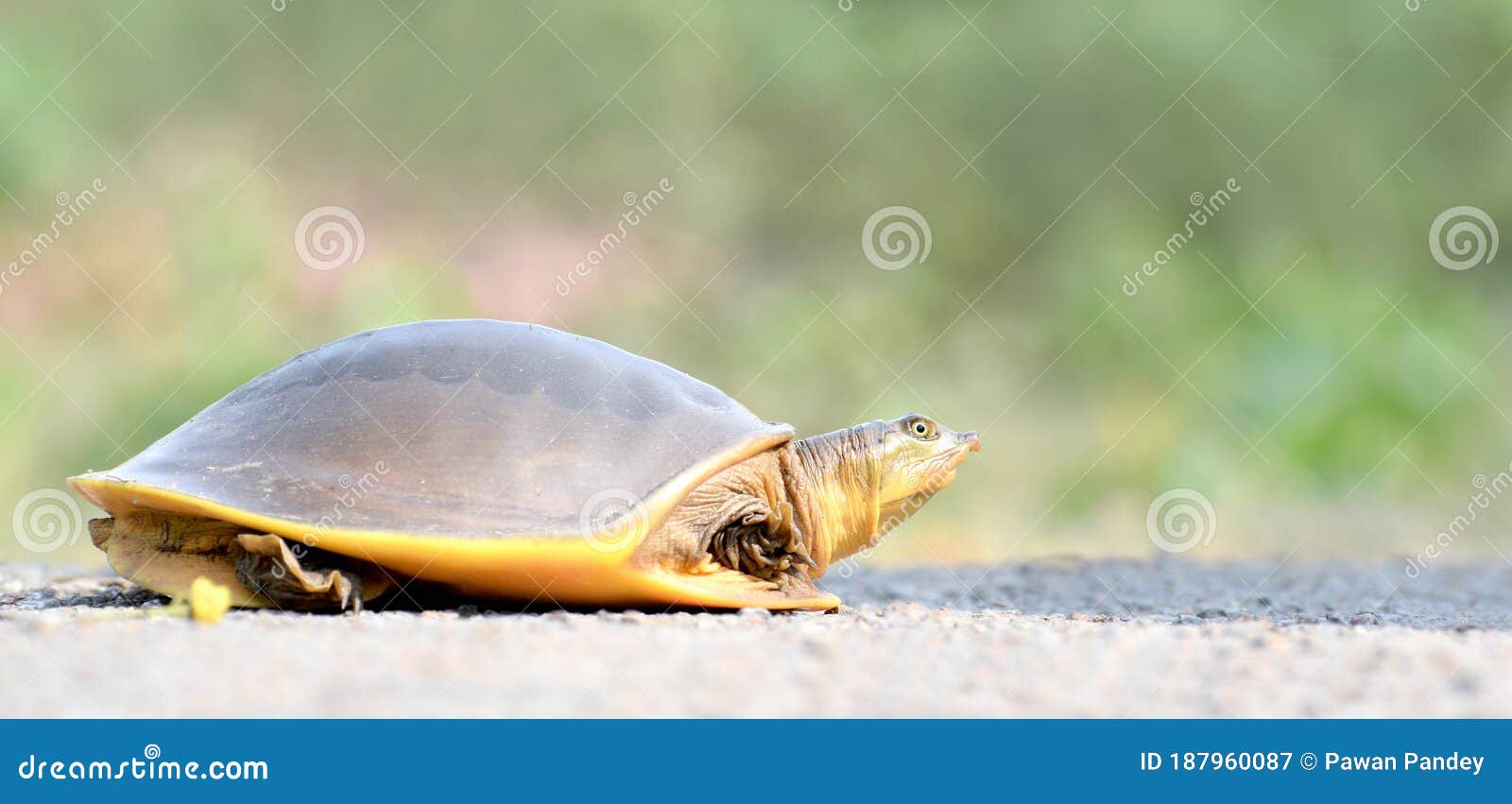 Flapshell Turtle of india stock image. Image of animal - 187960087