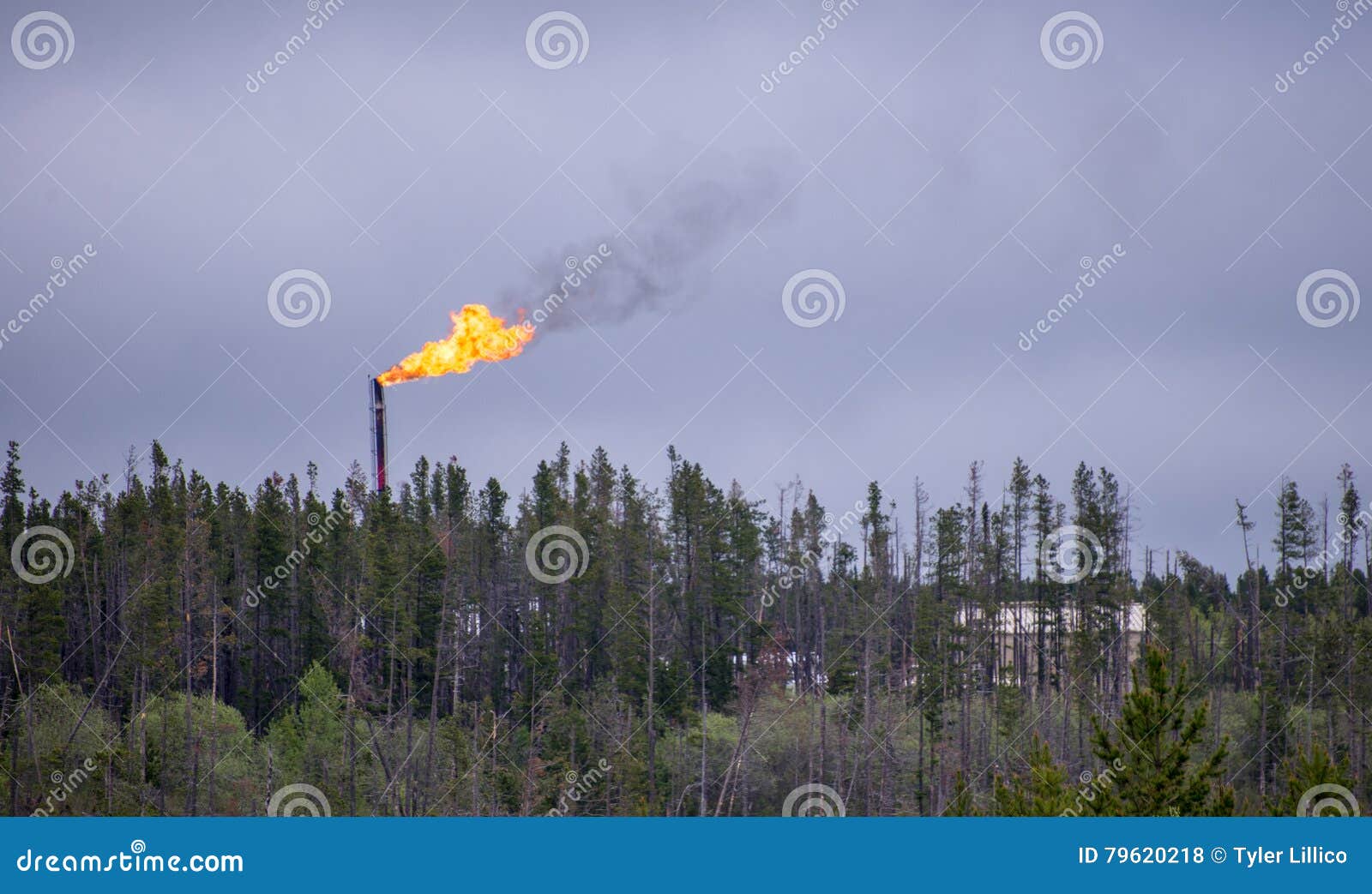 Flare Stack with Flames Above Treeline in Oilfield Stock Photo - Image ...