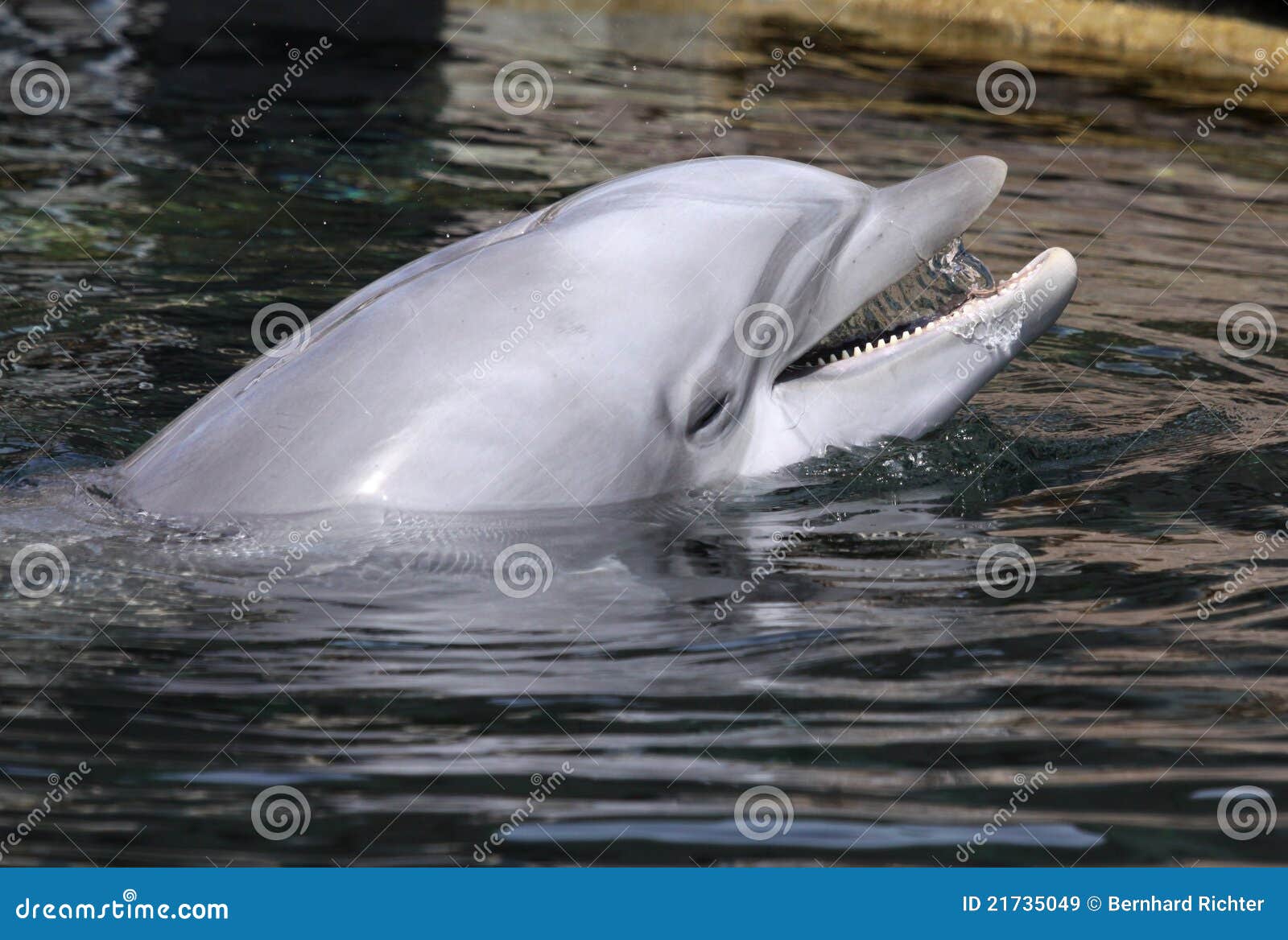 Flasche-gerochener Delphin stockbild. Bild von flosse - 21735049