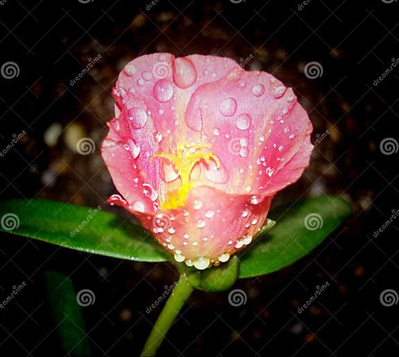Flash flower stock image. Image of leaves, flash, night - 131771799