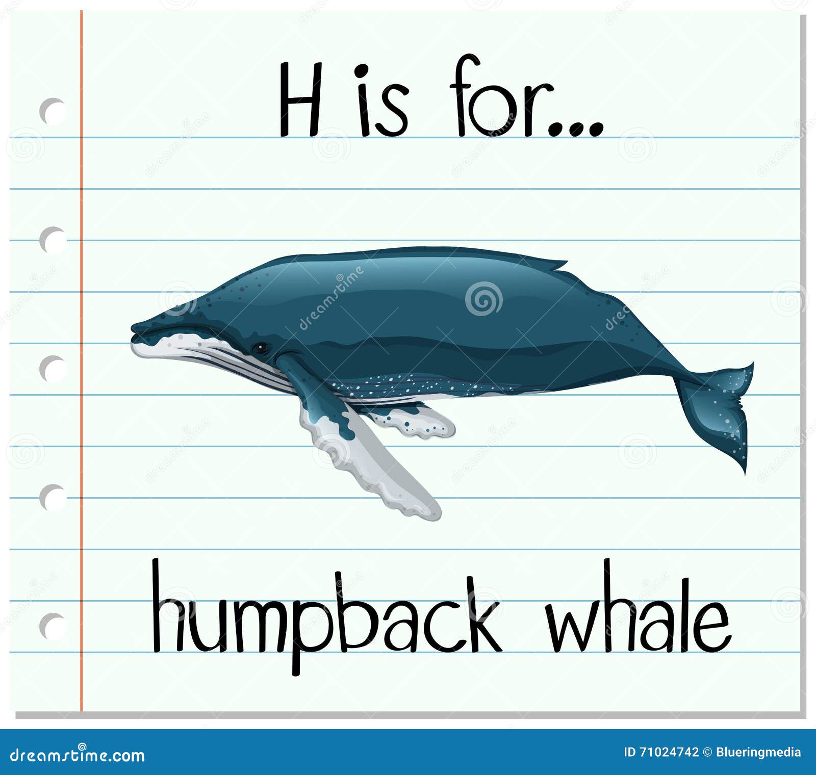 Flashcard Letter H is for Humpback Whale Stock Vector - Illustration of ...