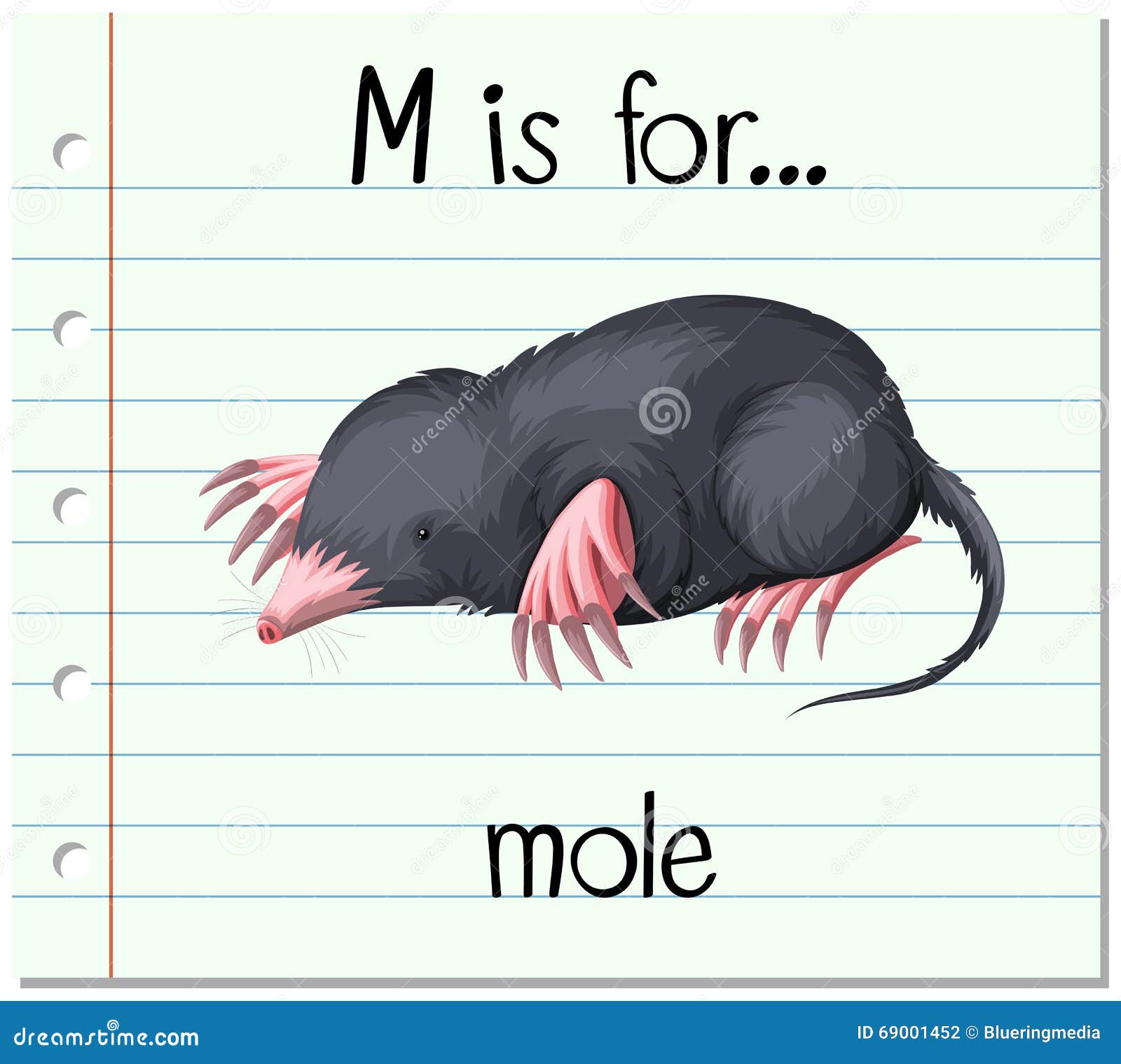 Flashcard Letter M is for Mole Stock Vector - Illustration of letters ...