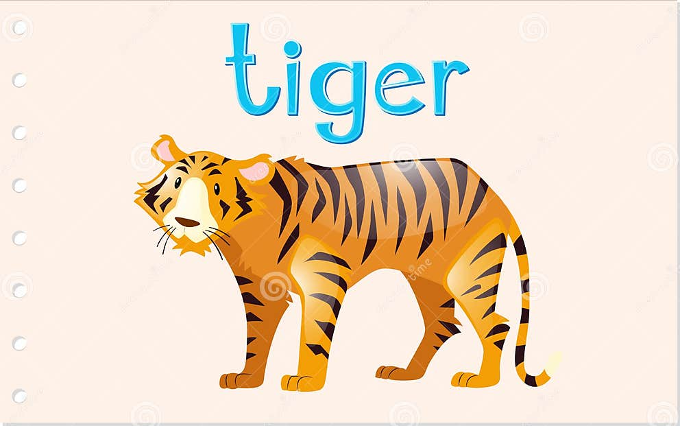 Flashcard tiger with word stock vector. Illustration of font - 79622449