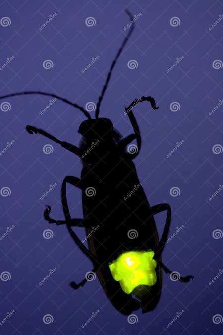 Flashing Firefly - Lightning Bug Stock Photo - Image of beetles ...