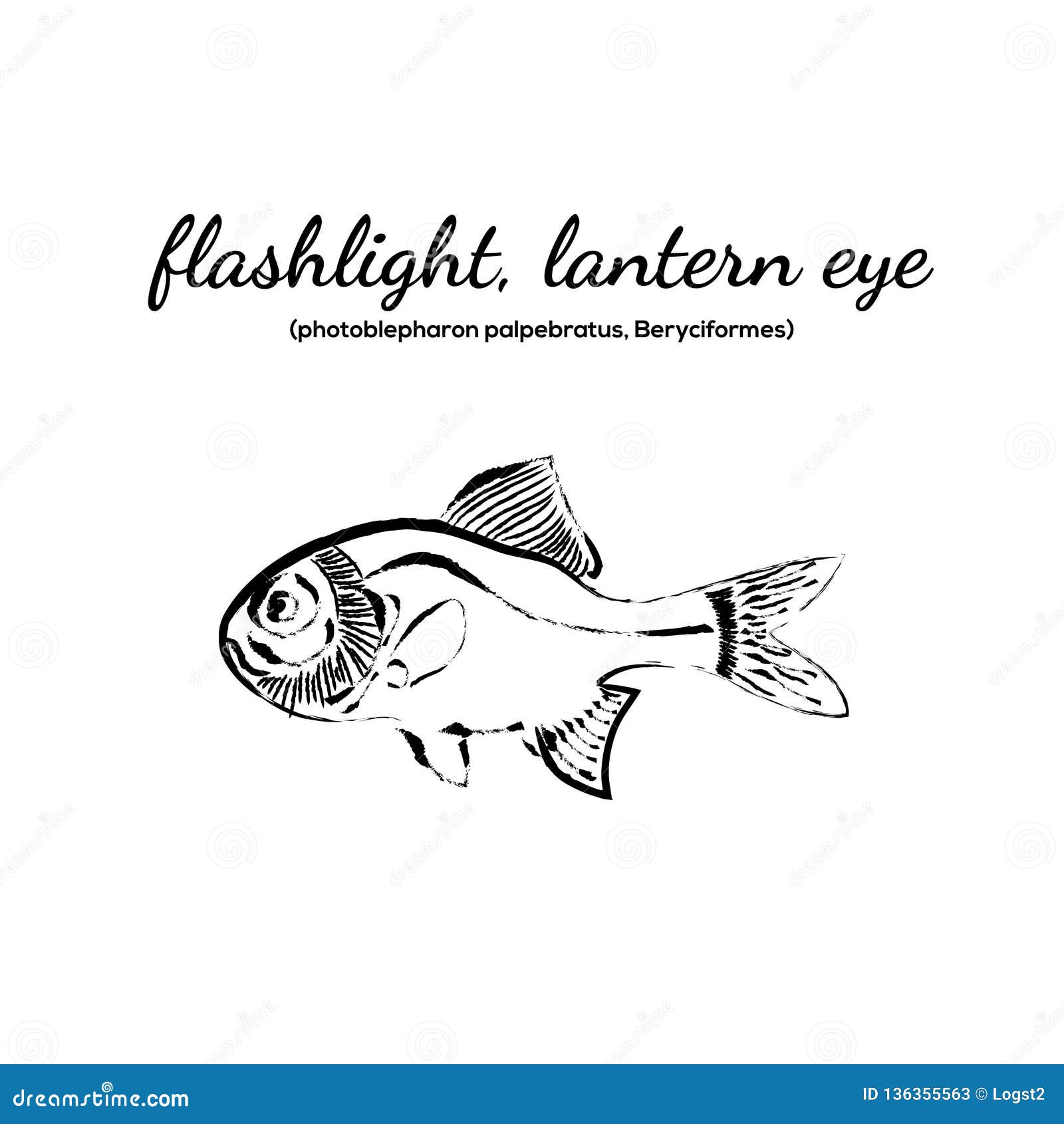 Flashlight Fish Vector. Fish Vector Hand Drawn Stock Vector ...
