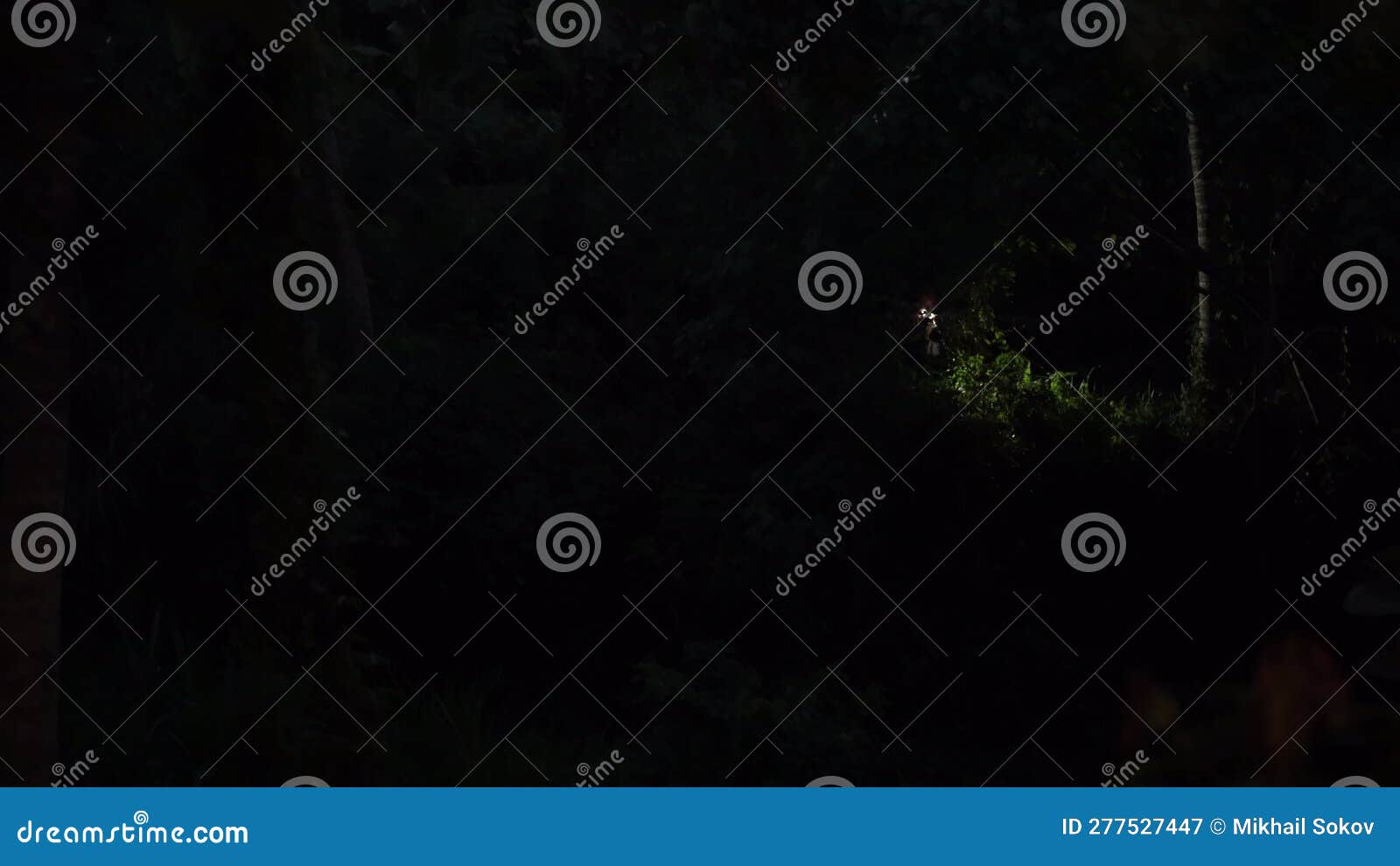 Flashlight Light in the Forest, Moving in the Rainforest, Wooded Area ...