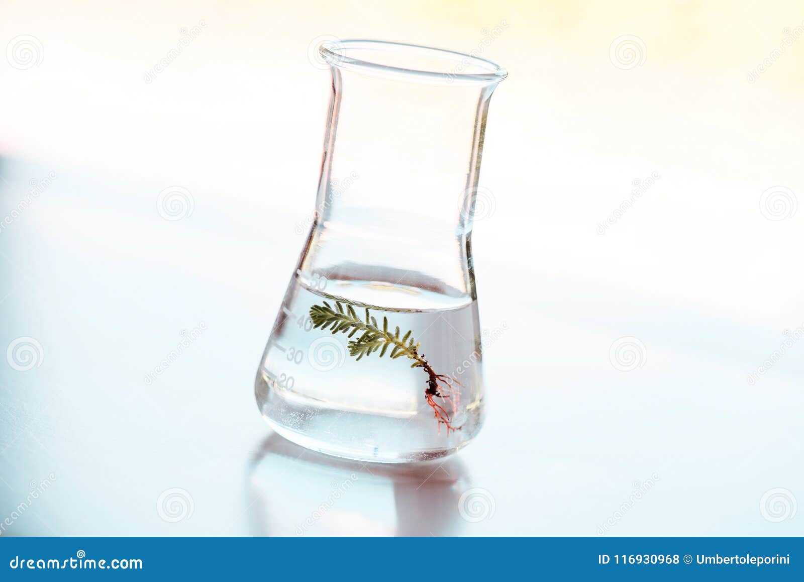 Flask for bio research stock photo. Image of chemistry - 116930968
