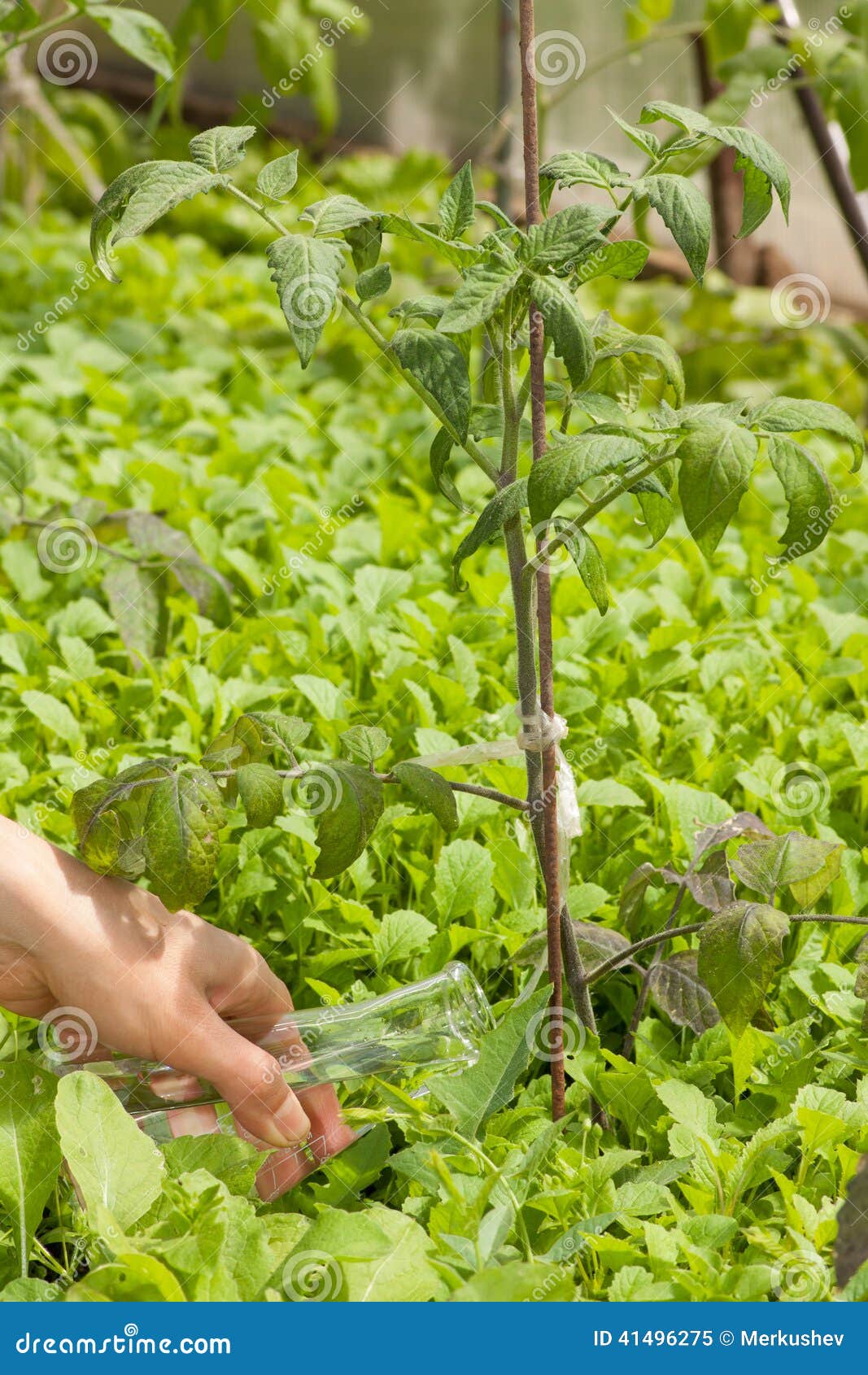Flask with Clear Water and Green Plants Stock Image - Image of field ...