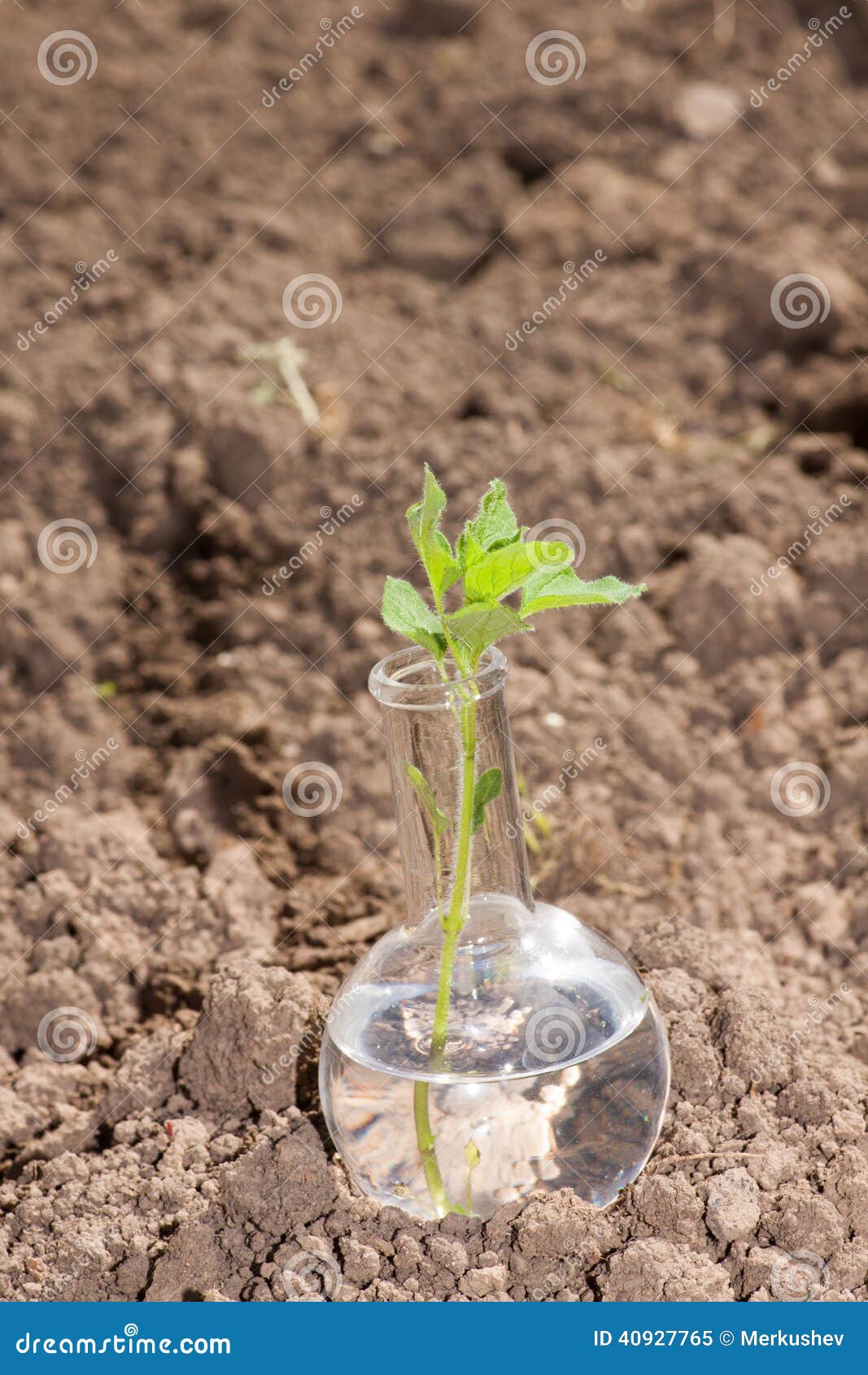 Flask with Clear Water and Plant on Dry Soil Stock Image - Image of ...