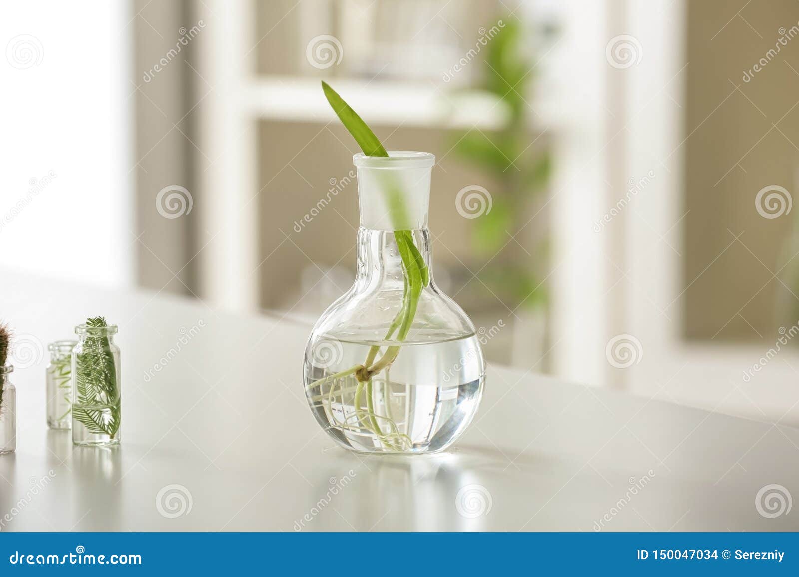 Flask with Plant on Table in Laboratory Stock Photo - Image of probe ...