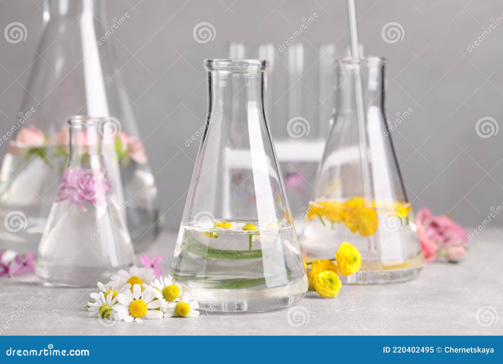 Flasks with Different Flowers on Light Table. Essential Oil Extraction ...