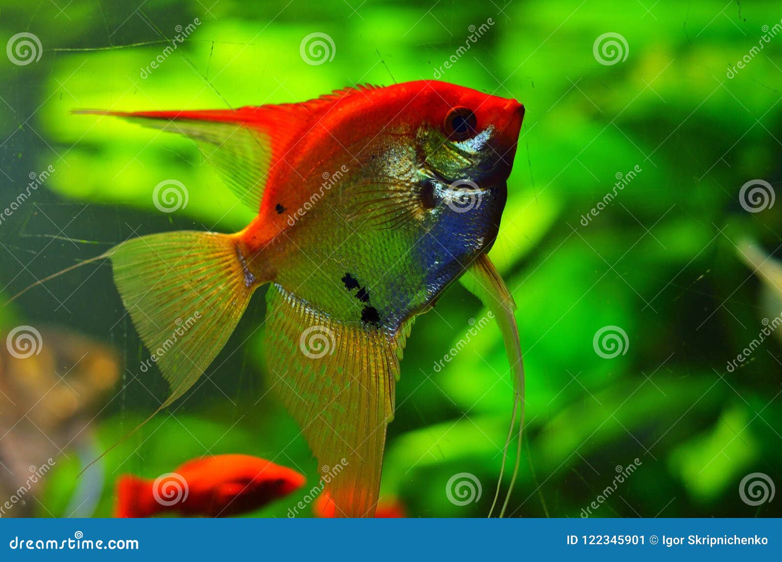 Flat, Beautiful Silver Fish with a Long Fin Stock Image - Image of aqua ...