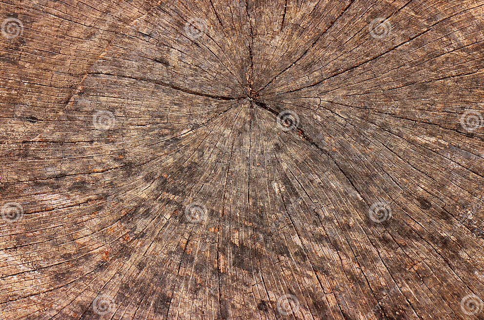 Flat brown stump stock photo. Image of abstract, forestry - 54405288