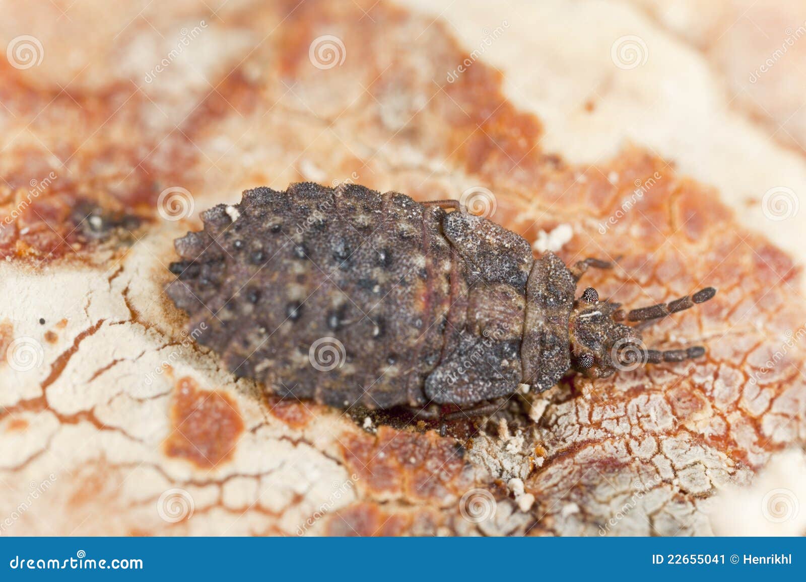 Flat Bug (Aradidae) Sitting on Wood Stock Image - Image of brown ...
