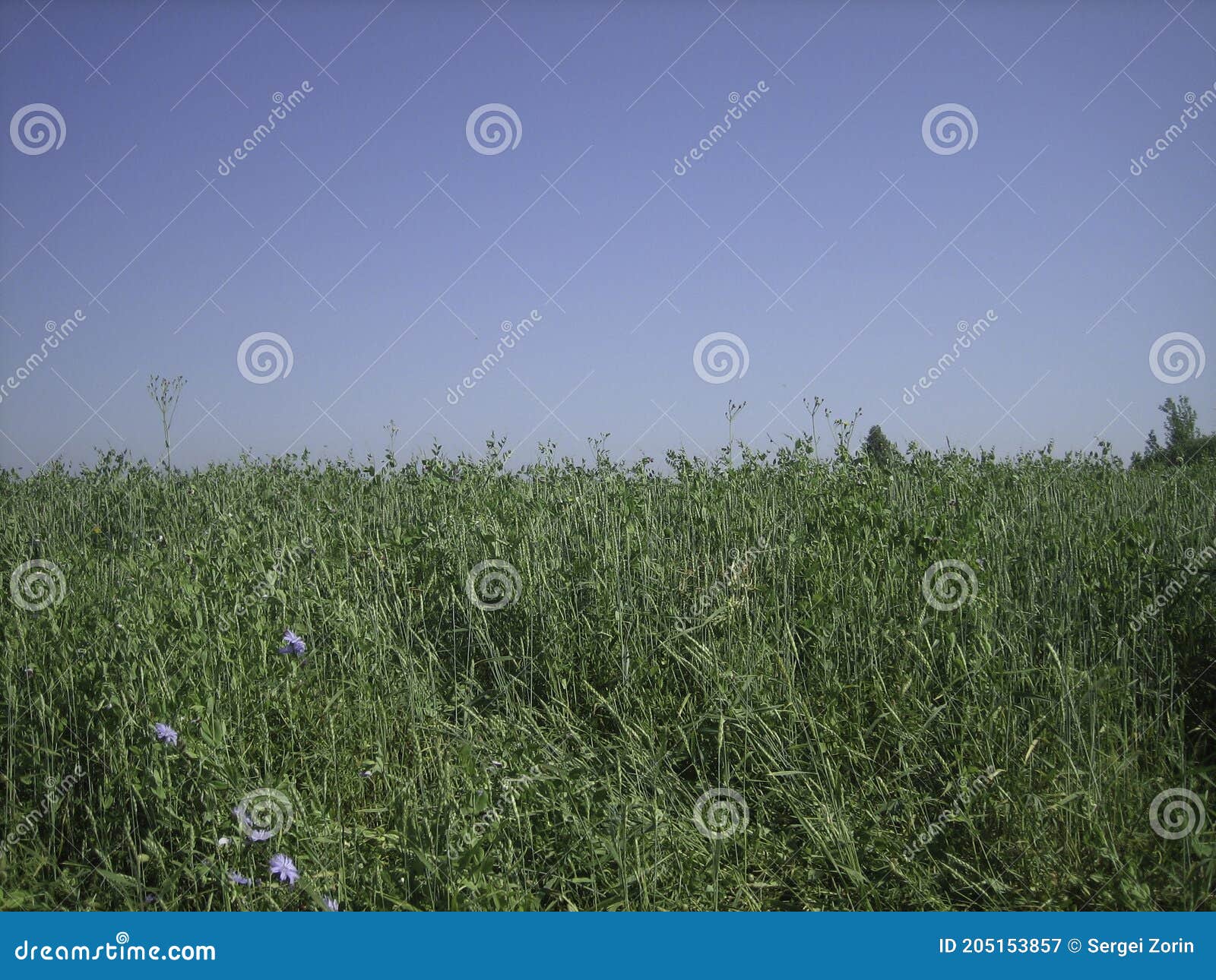 A Flat, Clear Field of Uncut Grass on a Clear, Cloudless Day Stock ...
