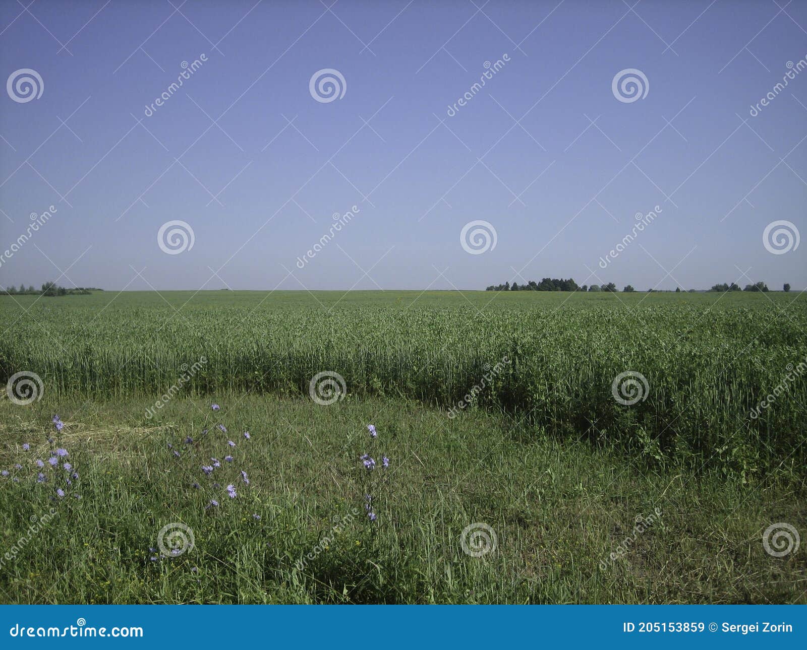 A Flat, Clear Field of Uncut Grass on a Clear, Cloudless Day Stock ...