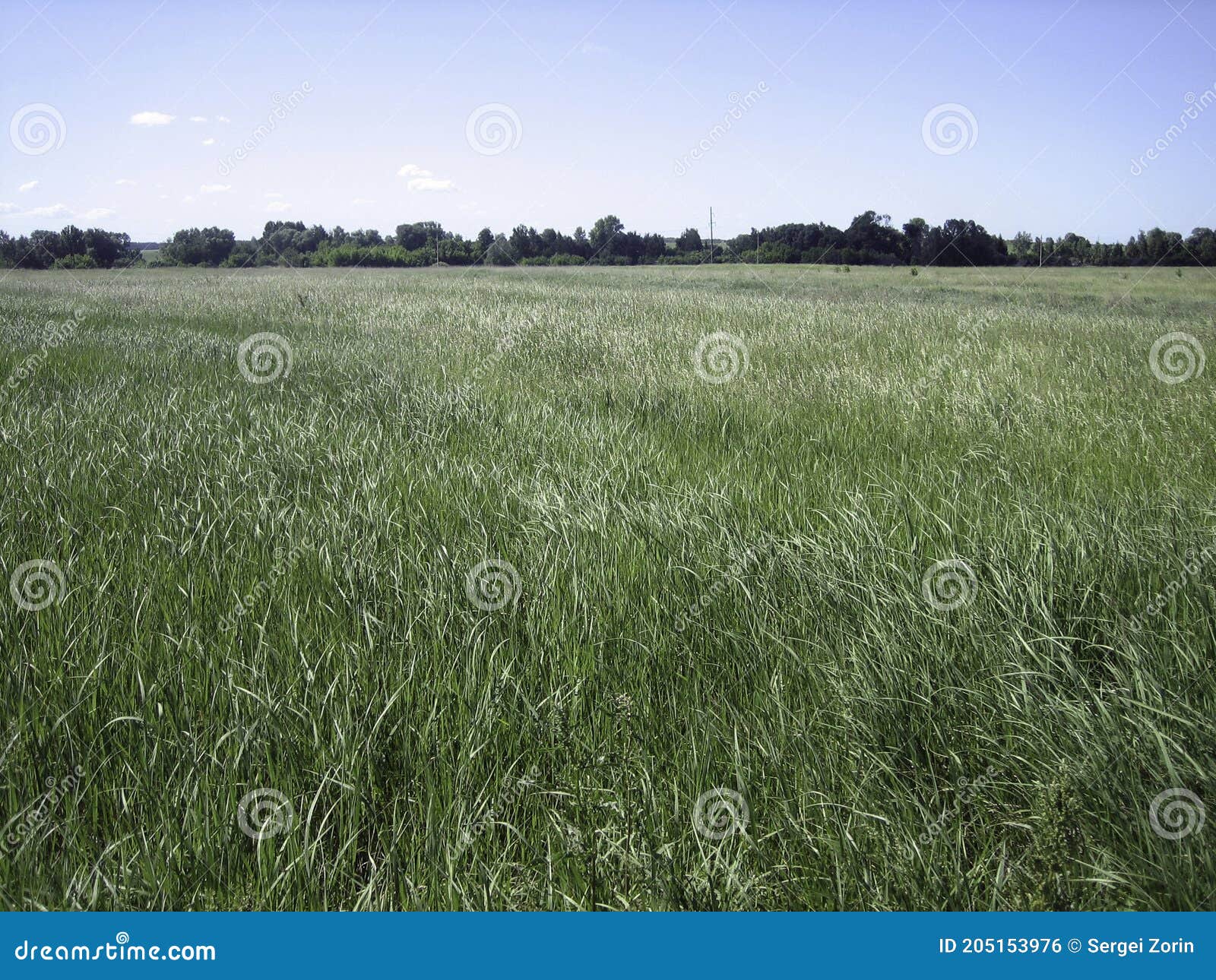 A Flat, Clear Field of Uncut Grass on a Clear, Cloudless Day Stock ...