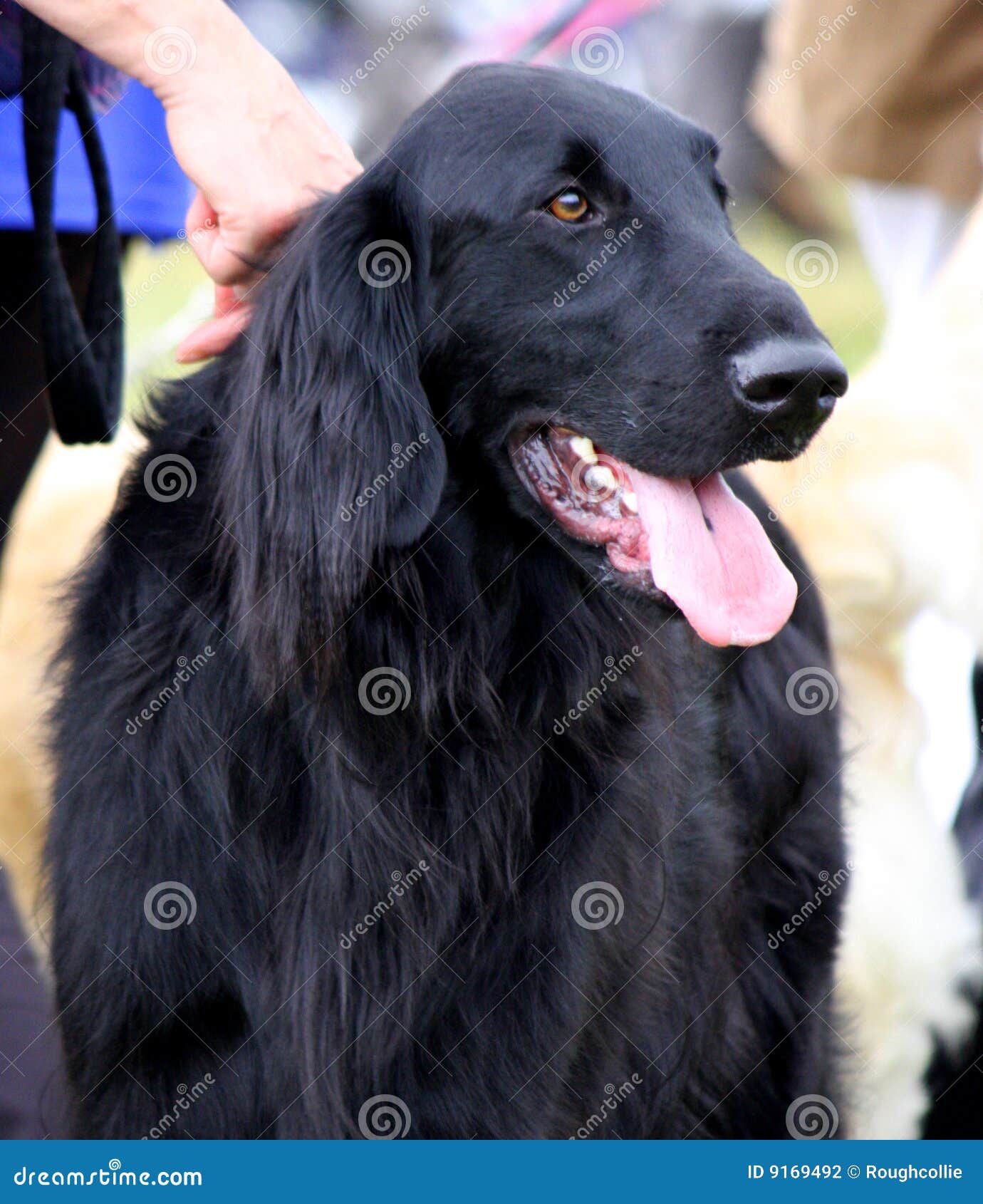 Flat Coated Retriever stock photo. Image of stroking, handsome - 9169492