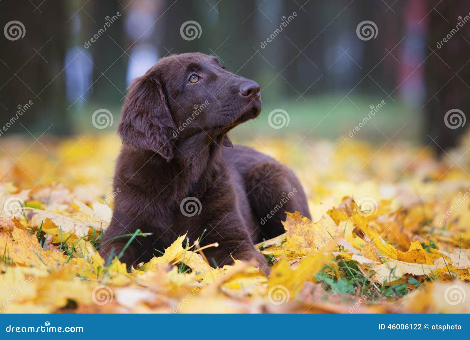 Flat Coated Retriever Puppy Stock Photo - Image of nature, chocolate ...