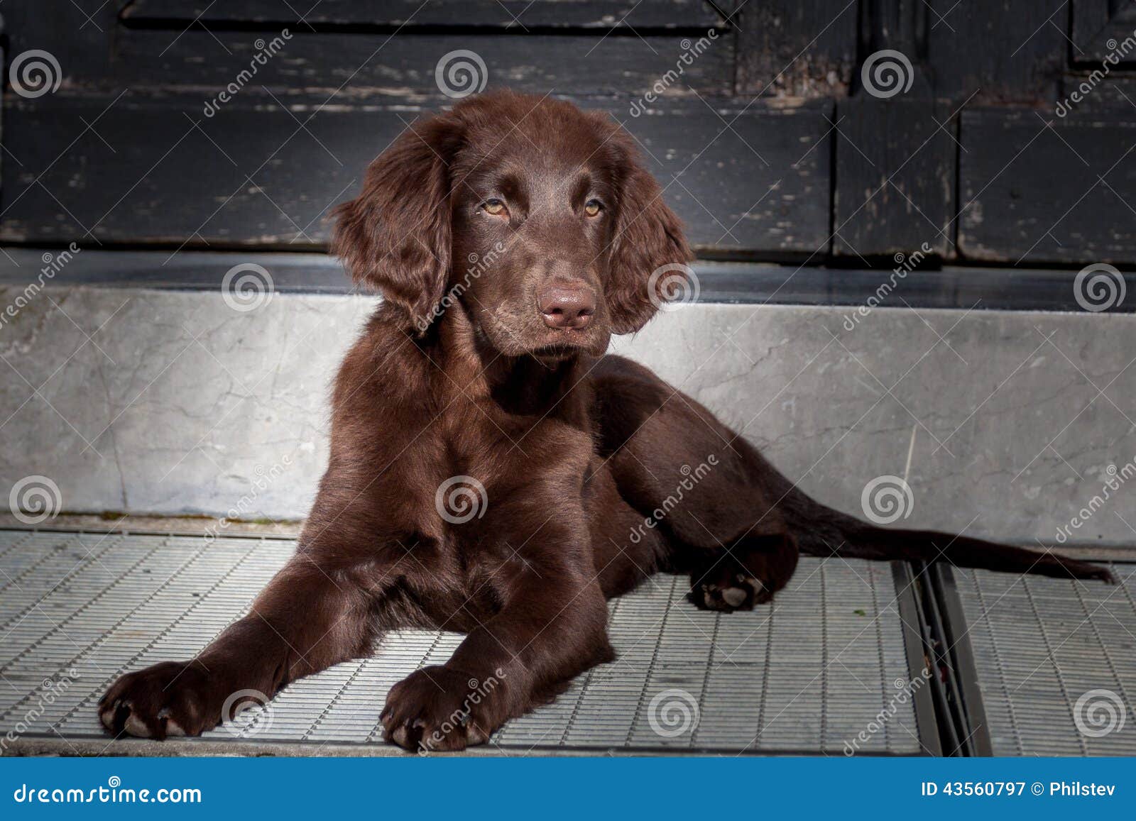 Flat Coated Retriever Puppy Stock Image - Image of proud, expression ...