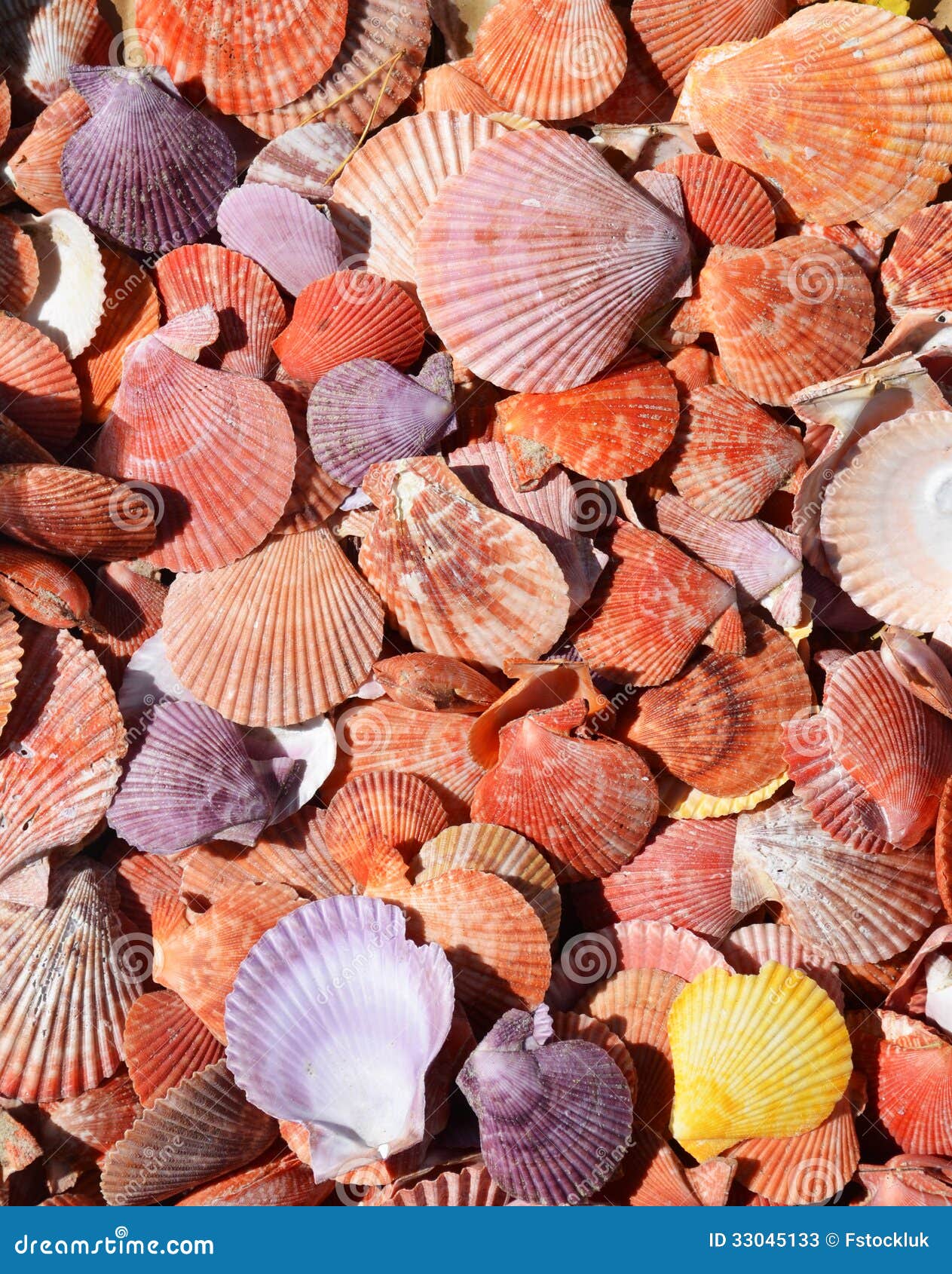 Flat And Colorful Sea Shells Background Picture. Image: 33045133