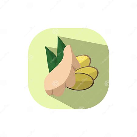 Flat design ginger stock vector. Illustration of flat - 193100185