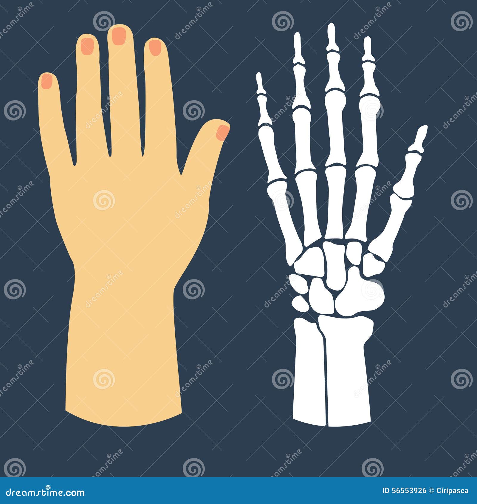 Flat Design of Hand and Skeleton Stock Vector - Illustration of concept ...