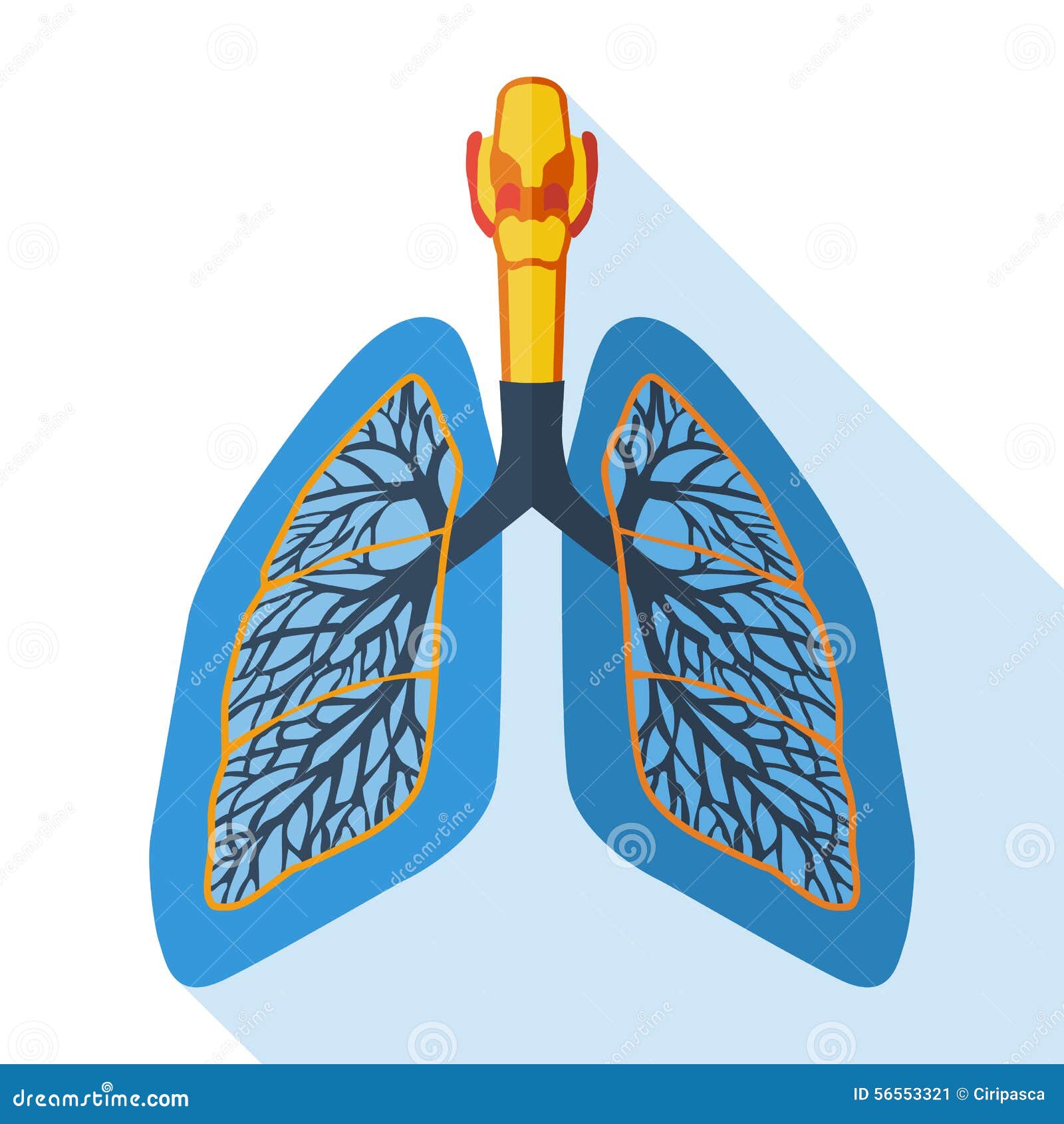 Flat Design Icon of Human Lungs Stock Vector - Illustration of icon ...