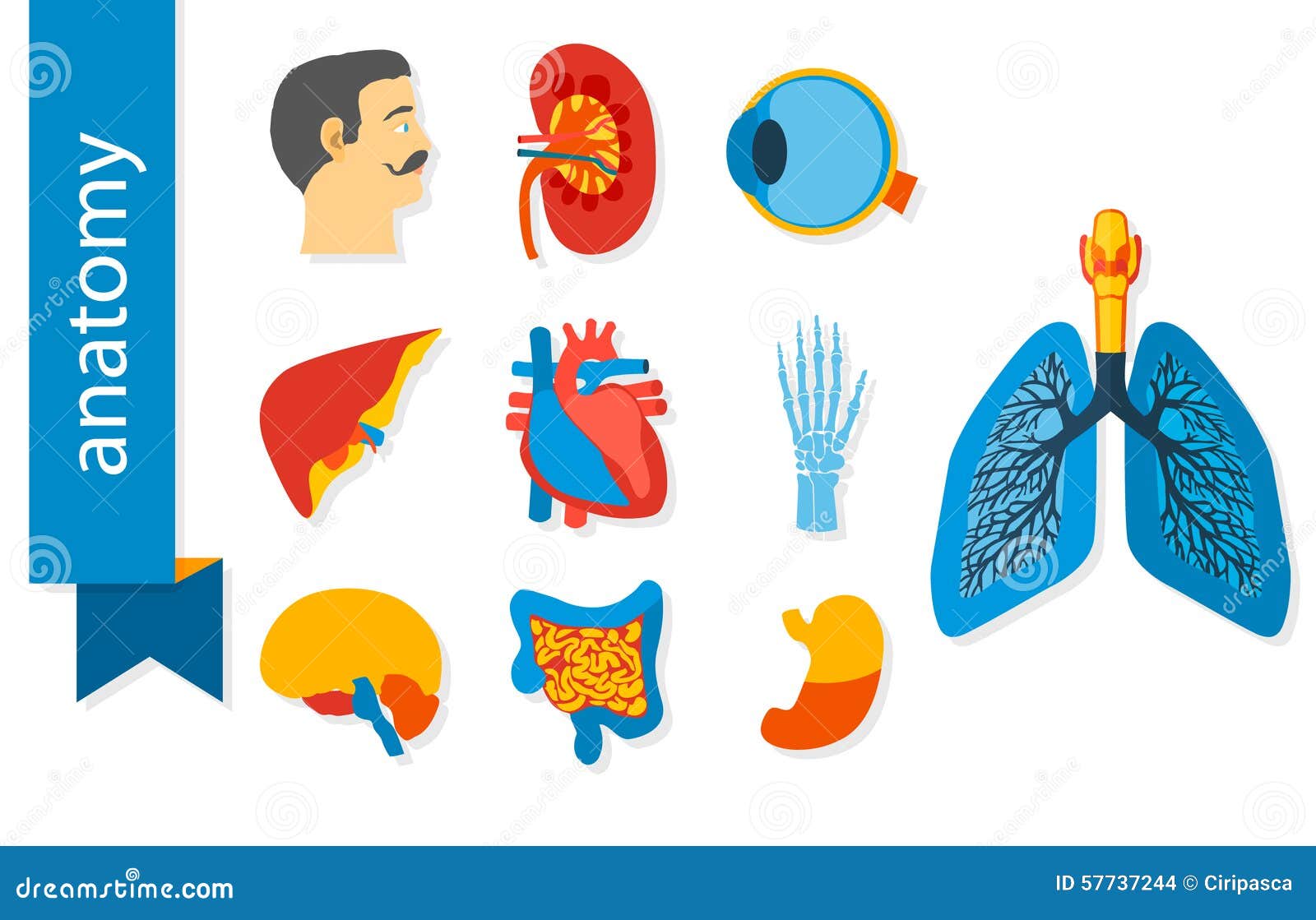 Flat Design Icons of Human Anatomy Stock Vector - Illustration of ...