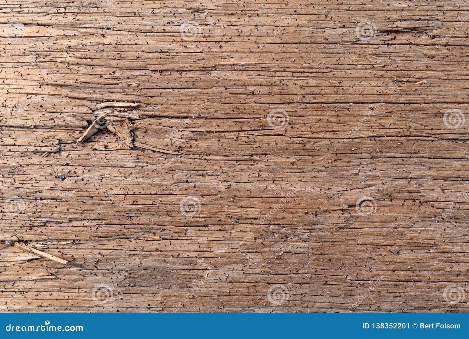 Flat Driftwood Covered with Dried Insect Casings Stock Image - Image of ...