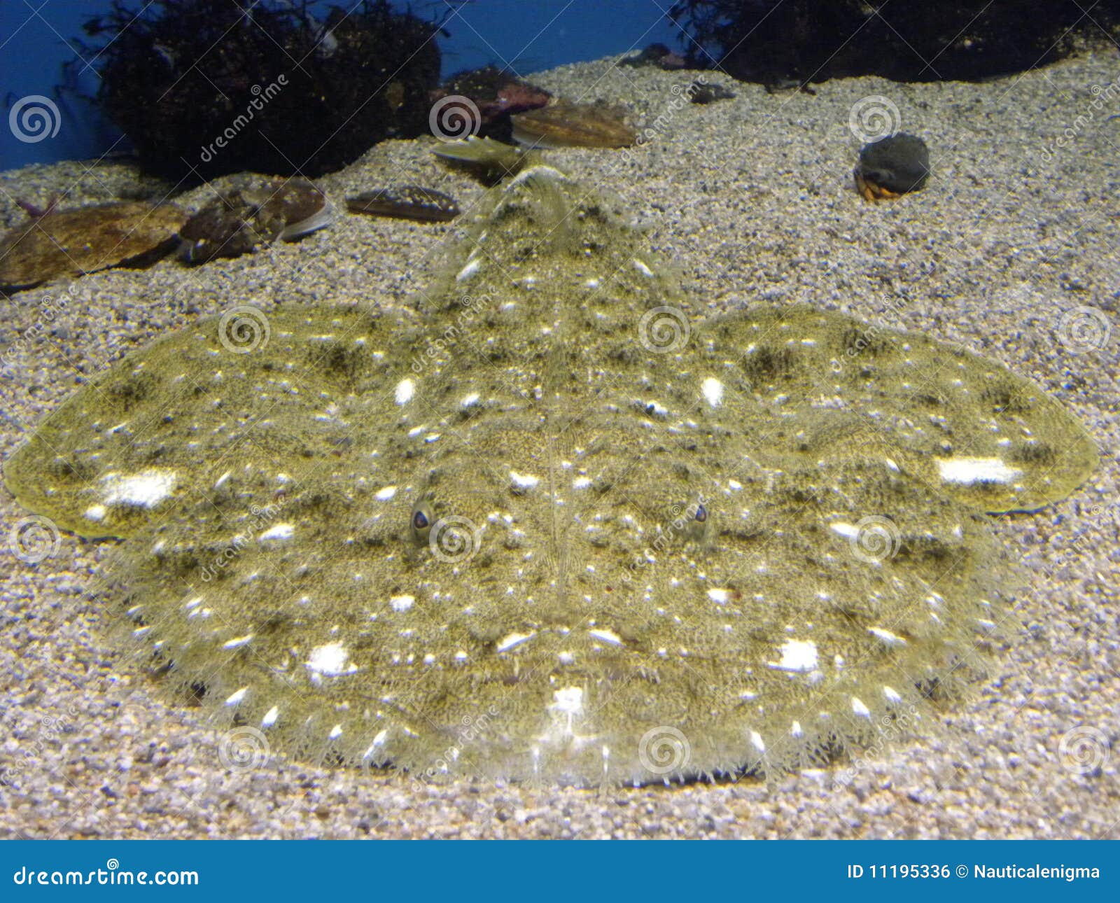 Flat Fish stock photo. Image of aquarium, marine, fish - 11195336
