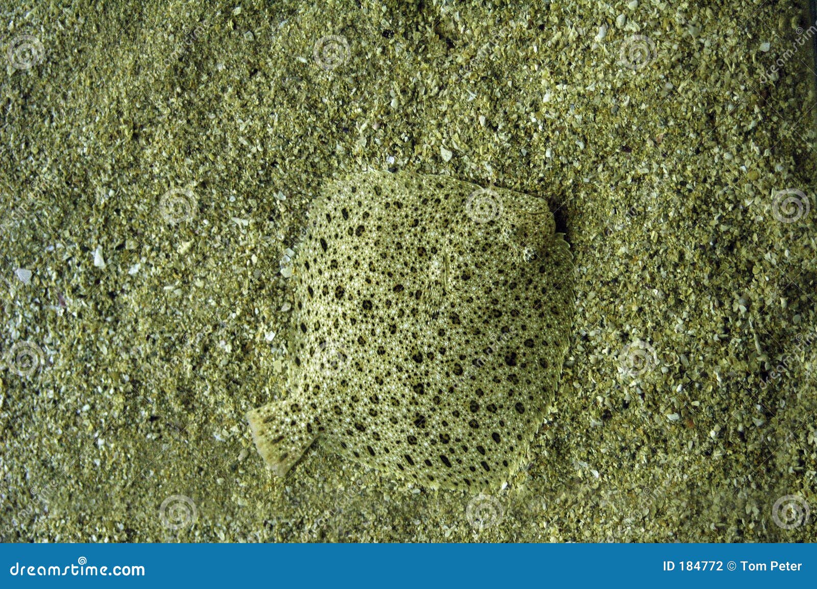 Flat Fish in disguise stock photo. Image of water, flat - 184772