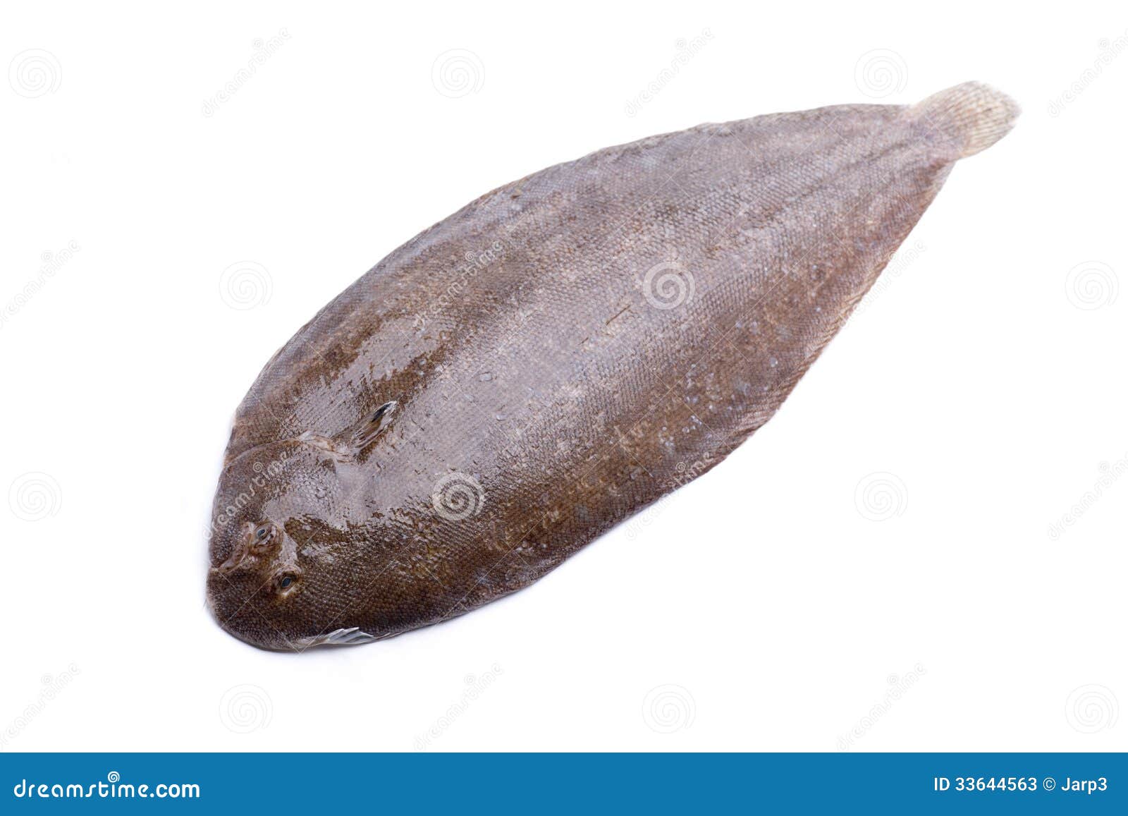 Flat fish stock image. Image of nutrition, seefood, food - 33644563