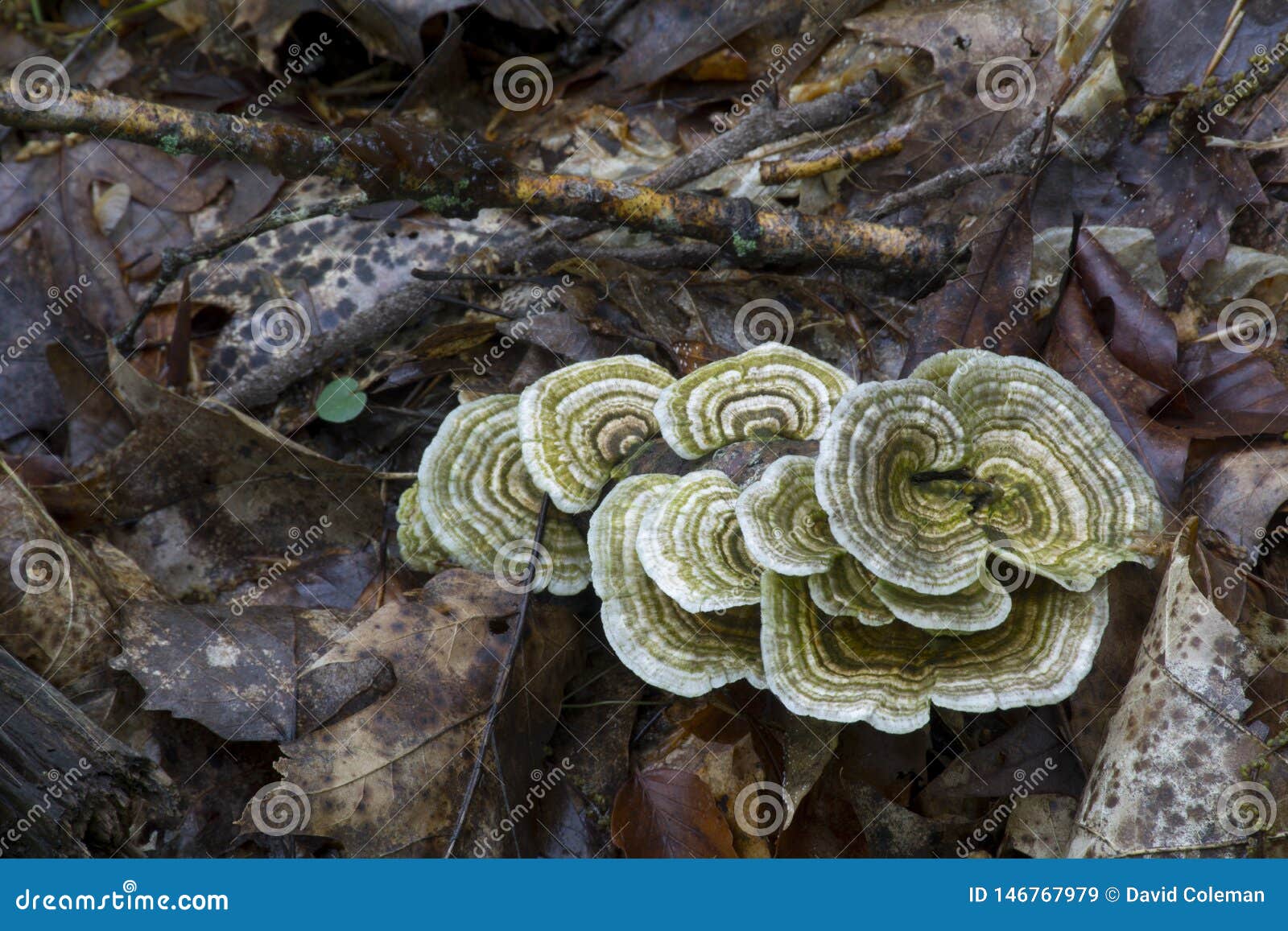 Flat Fungus on Forest Floor Stock Image - Image of forest, flat: 146767979