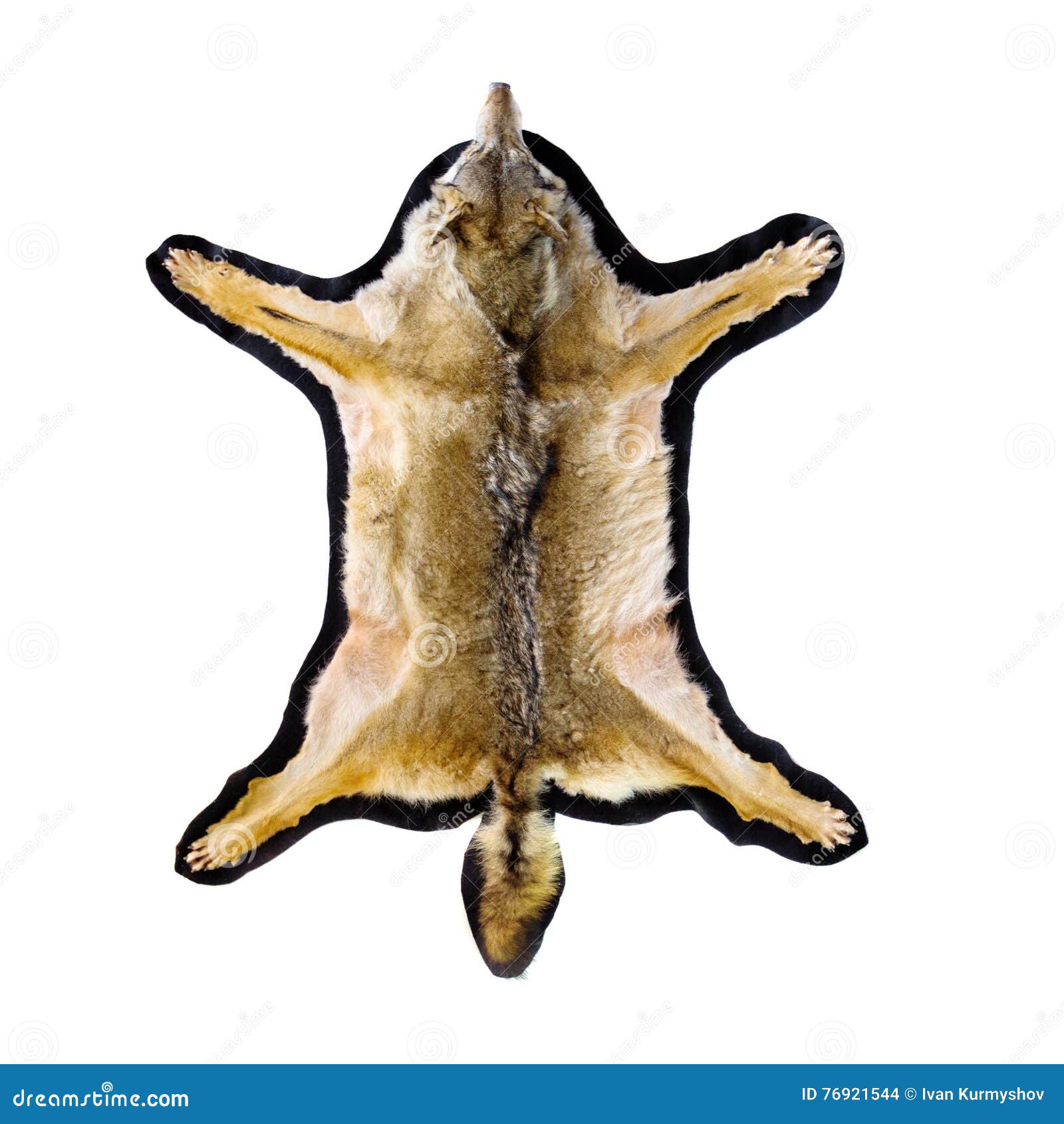 Flat Fur Skin of Animal Wolf Isolated on White Background Stock Photo ...