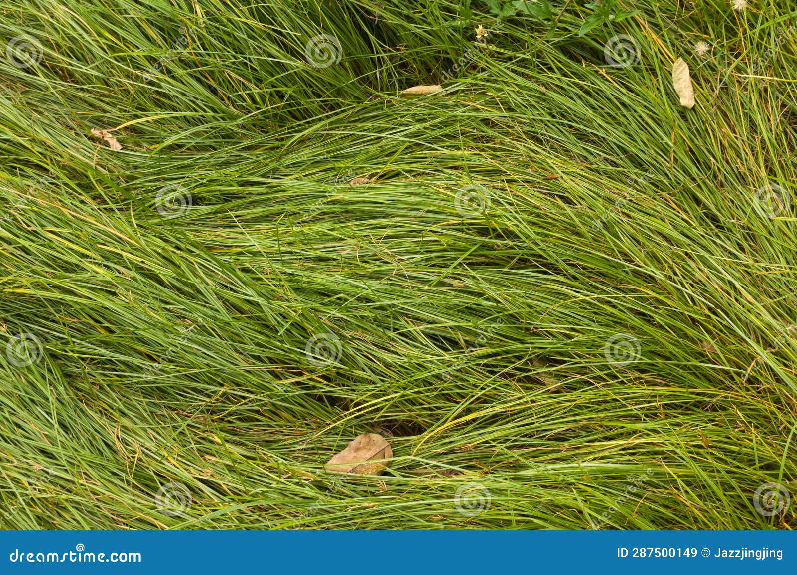 Flat, Green Grass with Interesting Patterns Mixes with Various Leaves ...