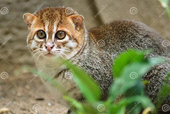 Flat-headed cat stock photo. Image of hunter, animal - 31997224