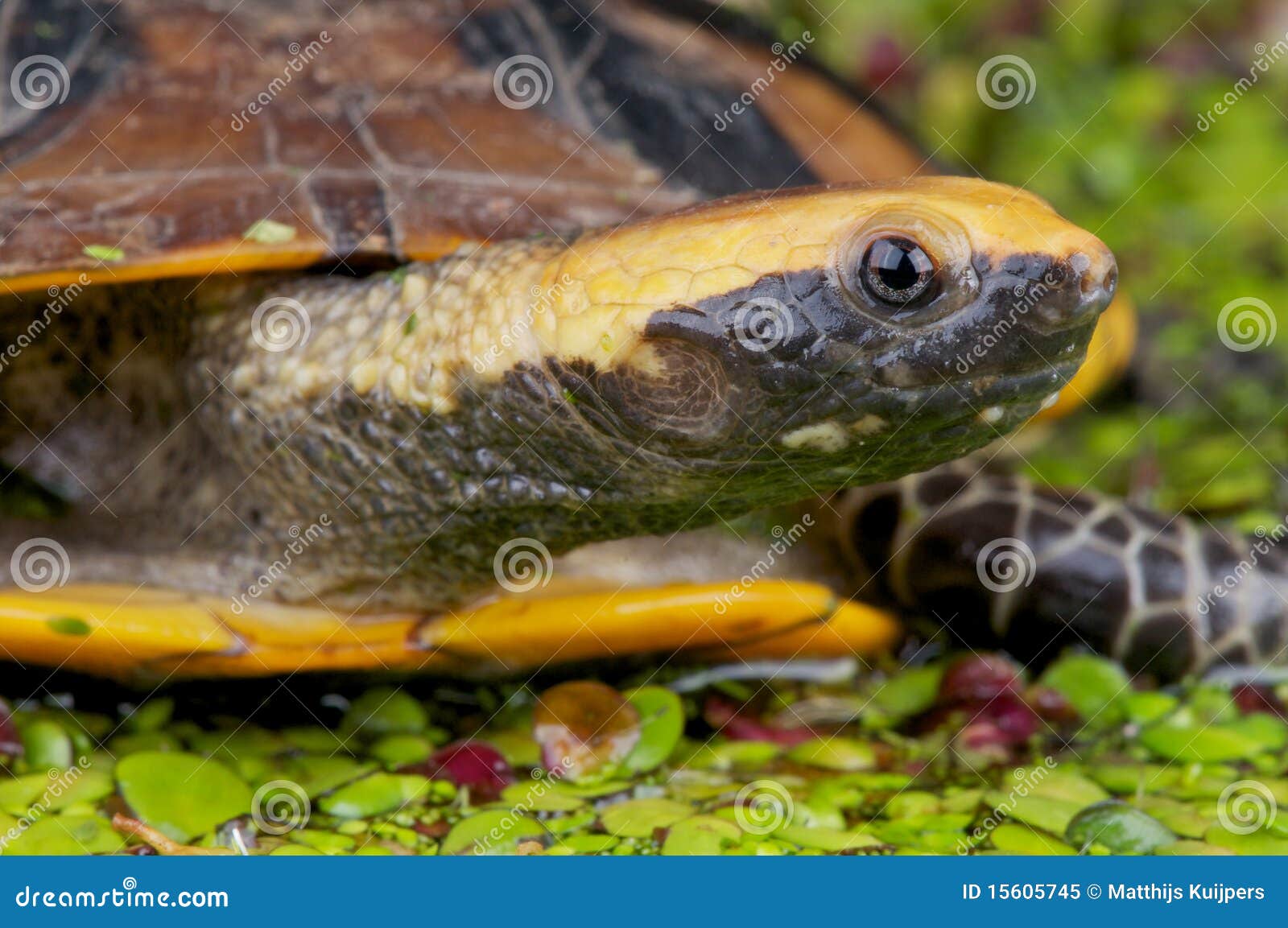 Flat-headed turtle stock image. Image of semi, reptile - 15605745