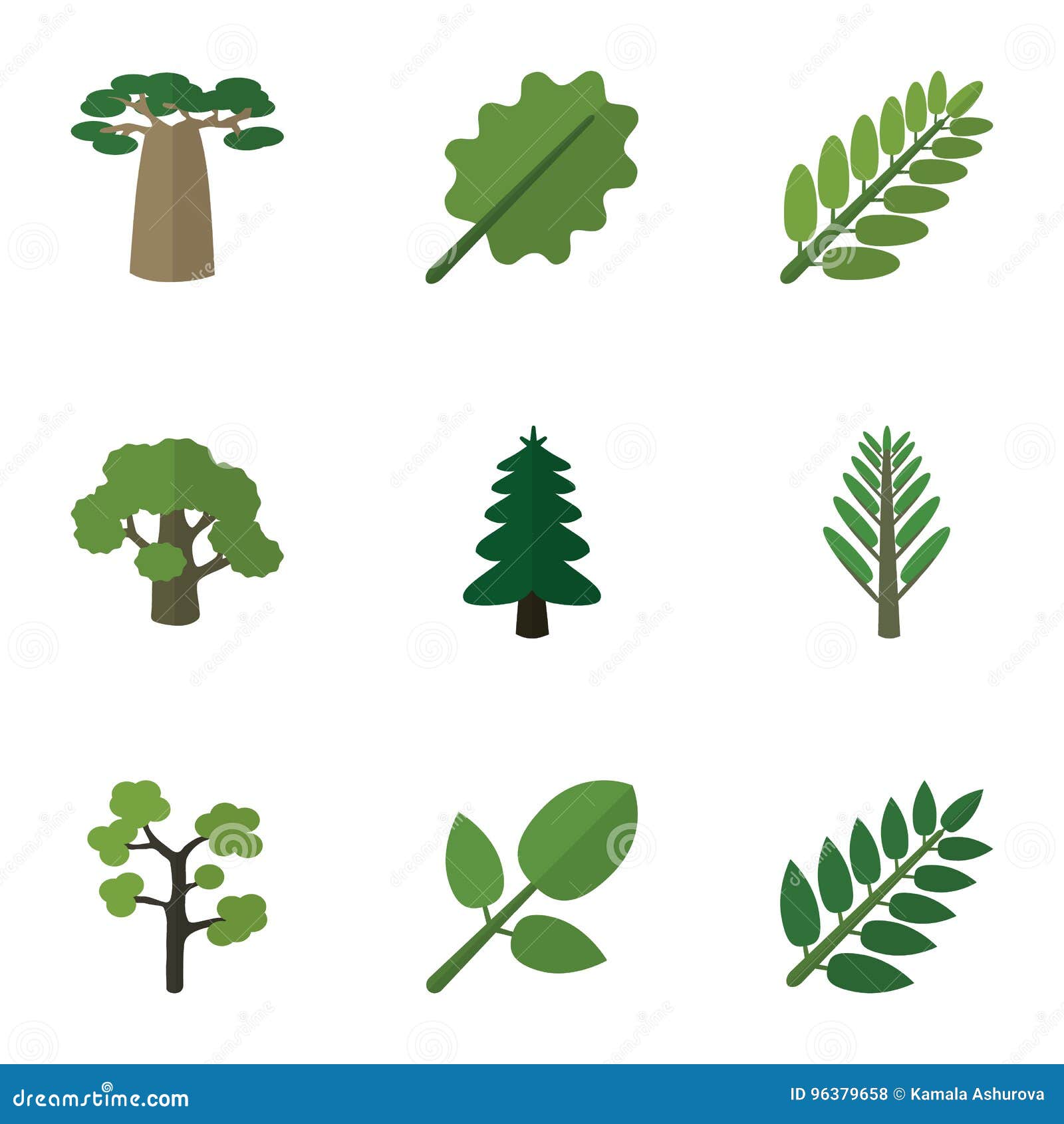 Acacia Leaves Vector