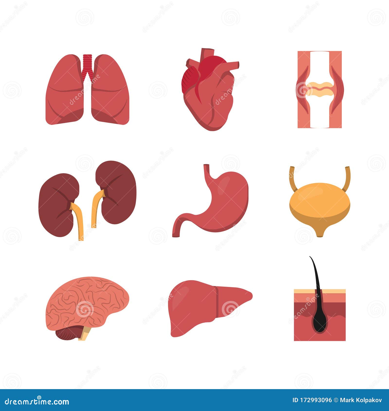 Human Testicles Stock Image | CartoonDealer.com #30165757