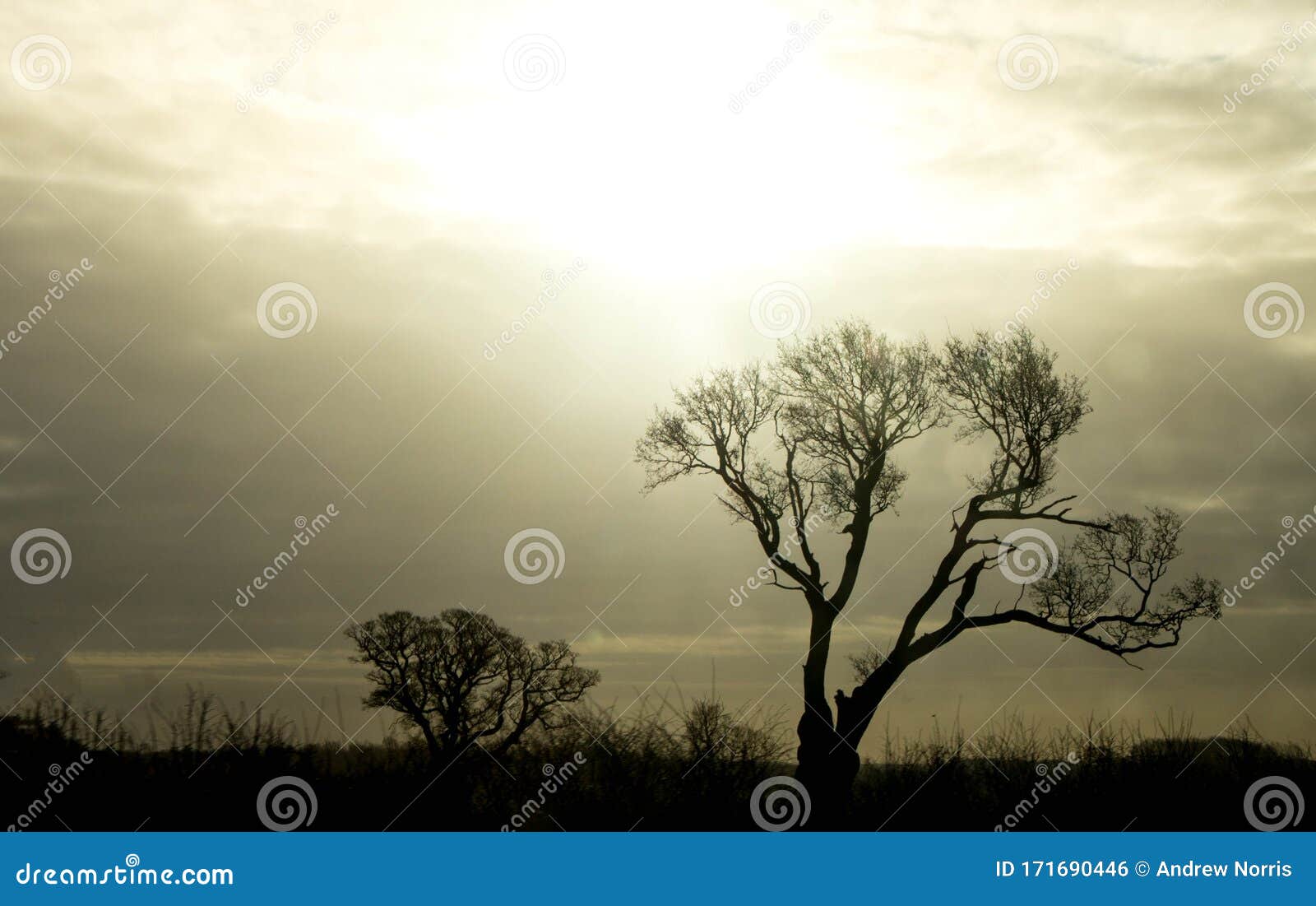 Flat Land Tree stock photo. Image of natural, flat, alone - 171690446