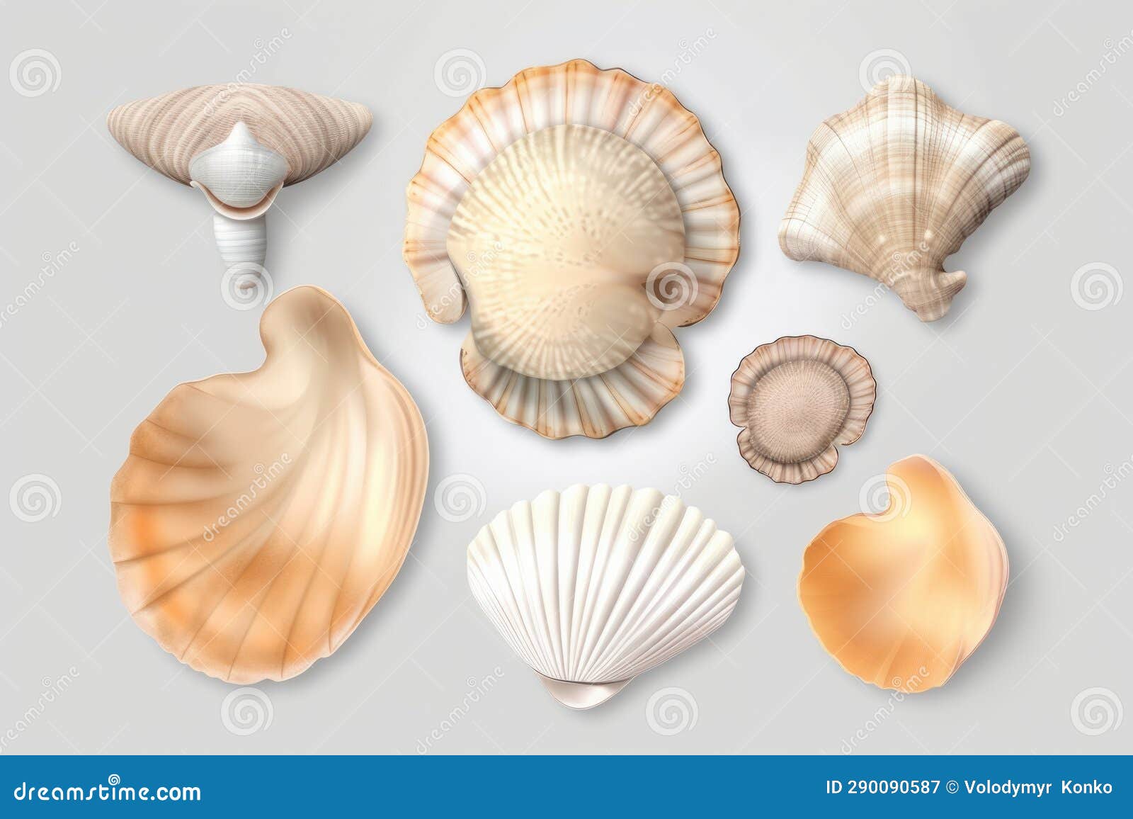 Flat Lay Arrangements of Sea Shells and Other Things Collected on ...